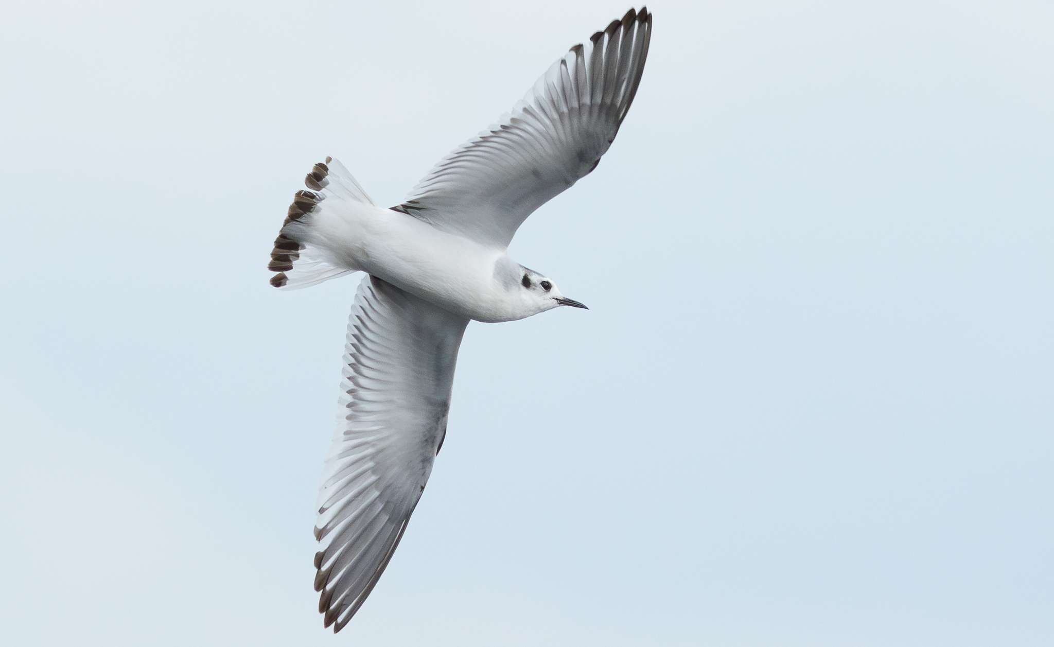 Little Gull by Martin Loftus - BirdGuides