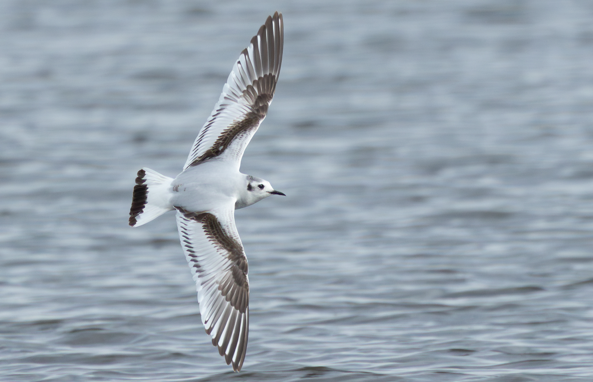 Little Gull by Martin Loftus - BirdGuides