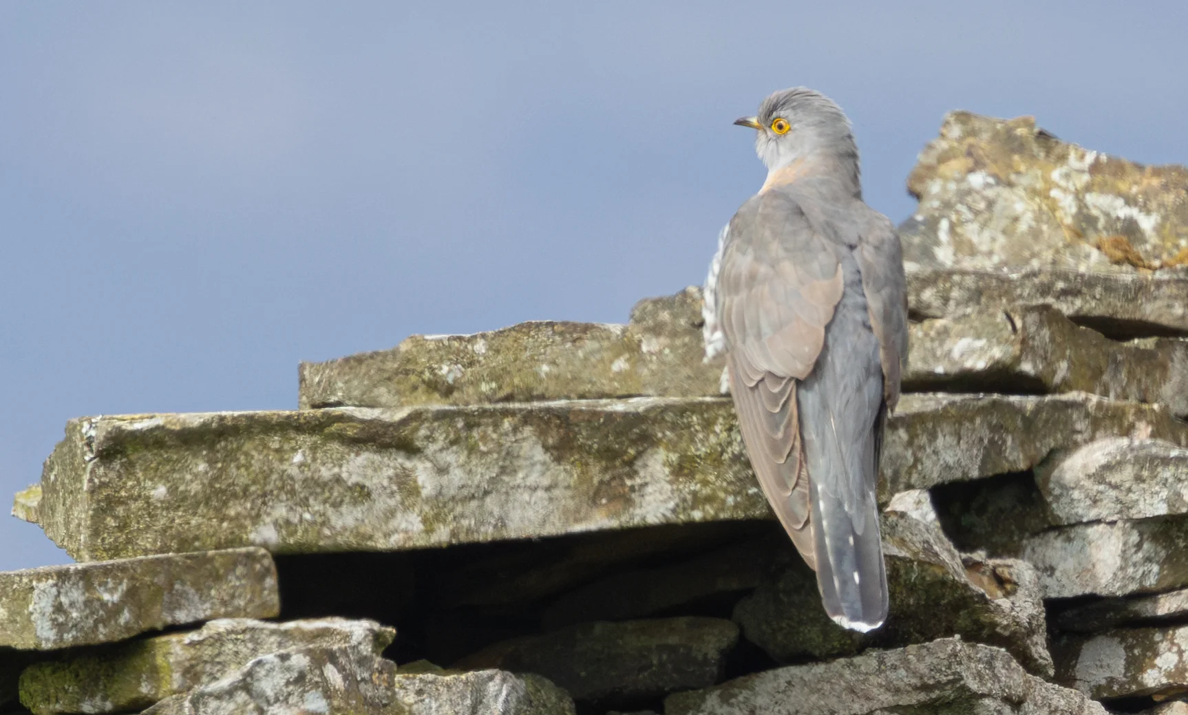 Details : Common Cuckoo - BirdGuides