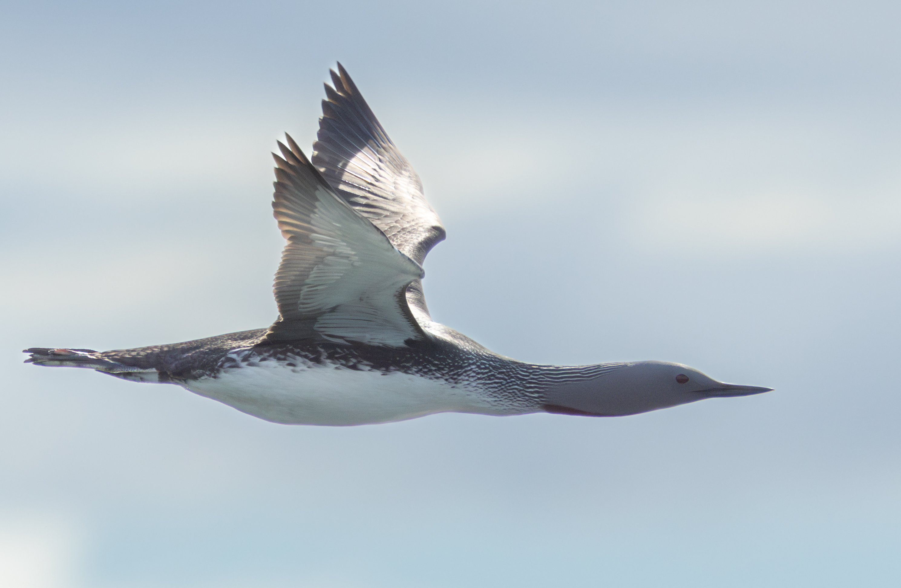 Red-throated Diver by Martin Loftus - BirdGuides
