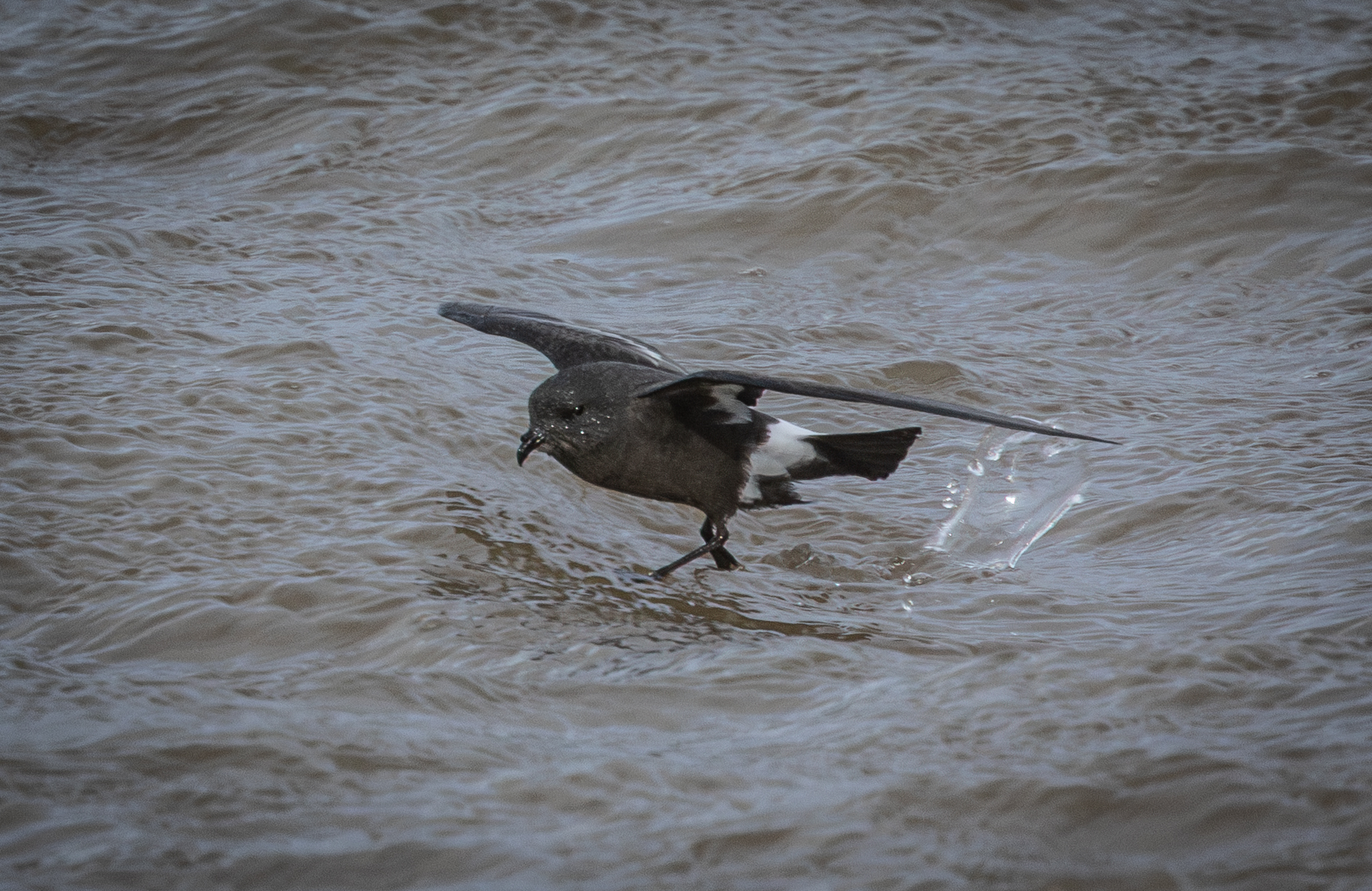 European Storm Petrel by Martin Loftus - BirdGuides