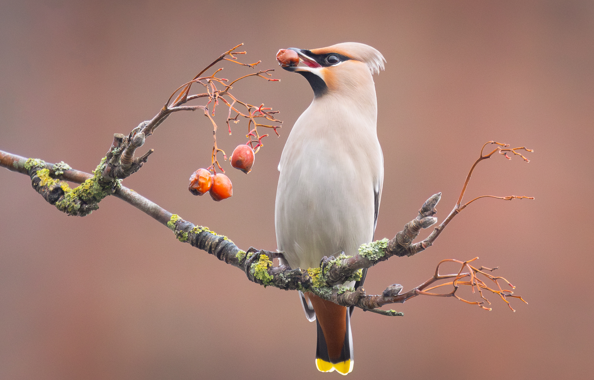 Waxwing by Martin Loftus - BirdGuides