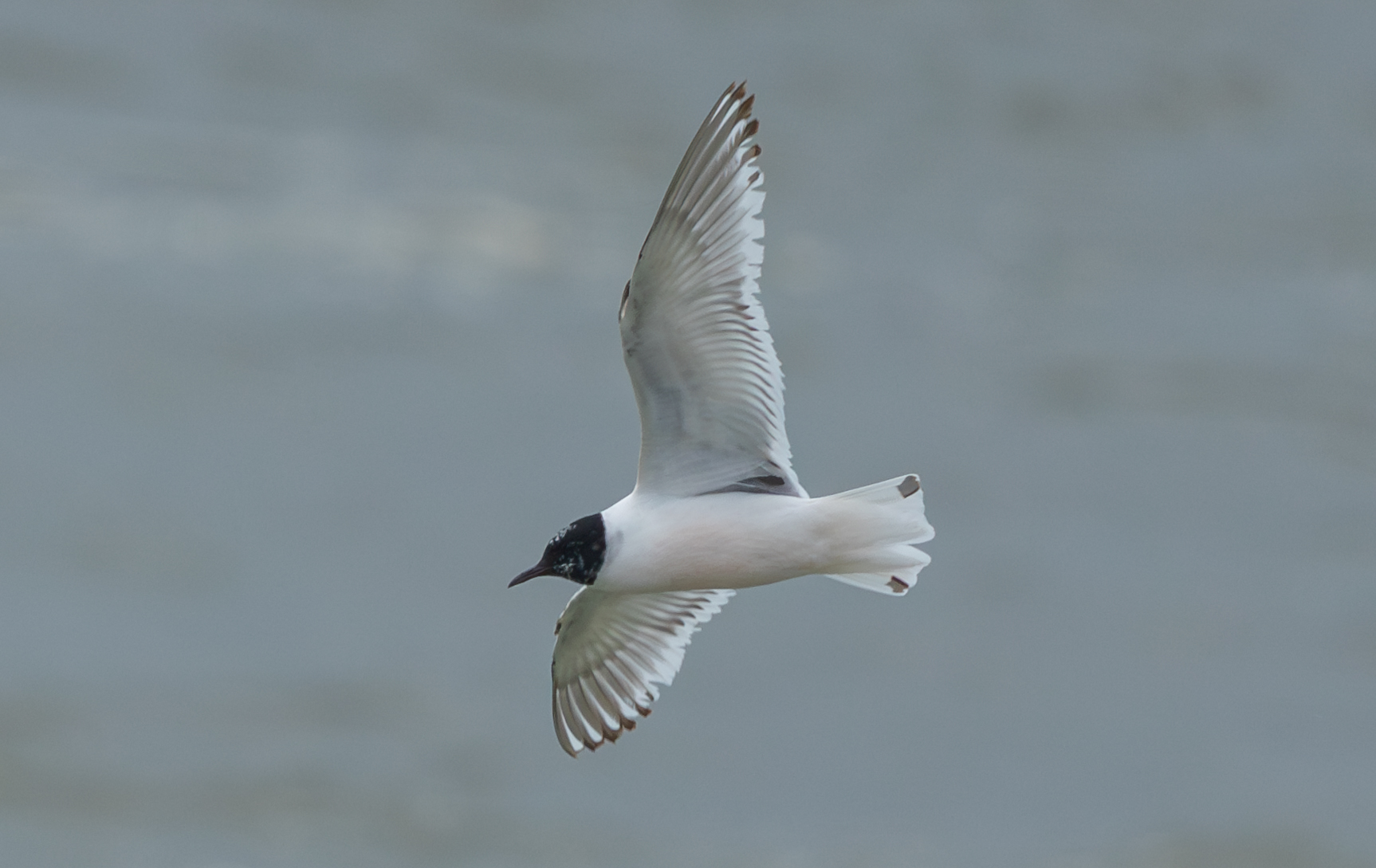 Little Gull by Martin Loftus - BirdGuides