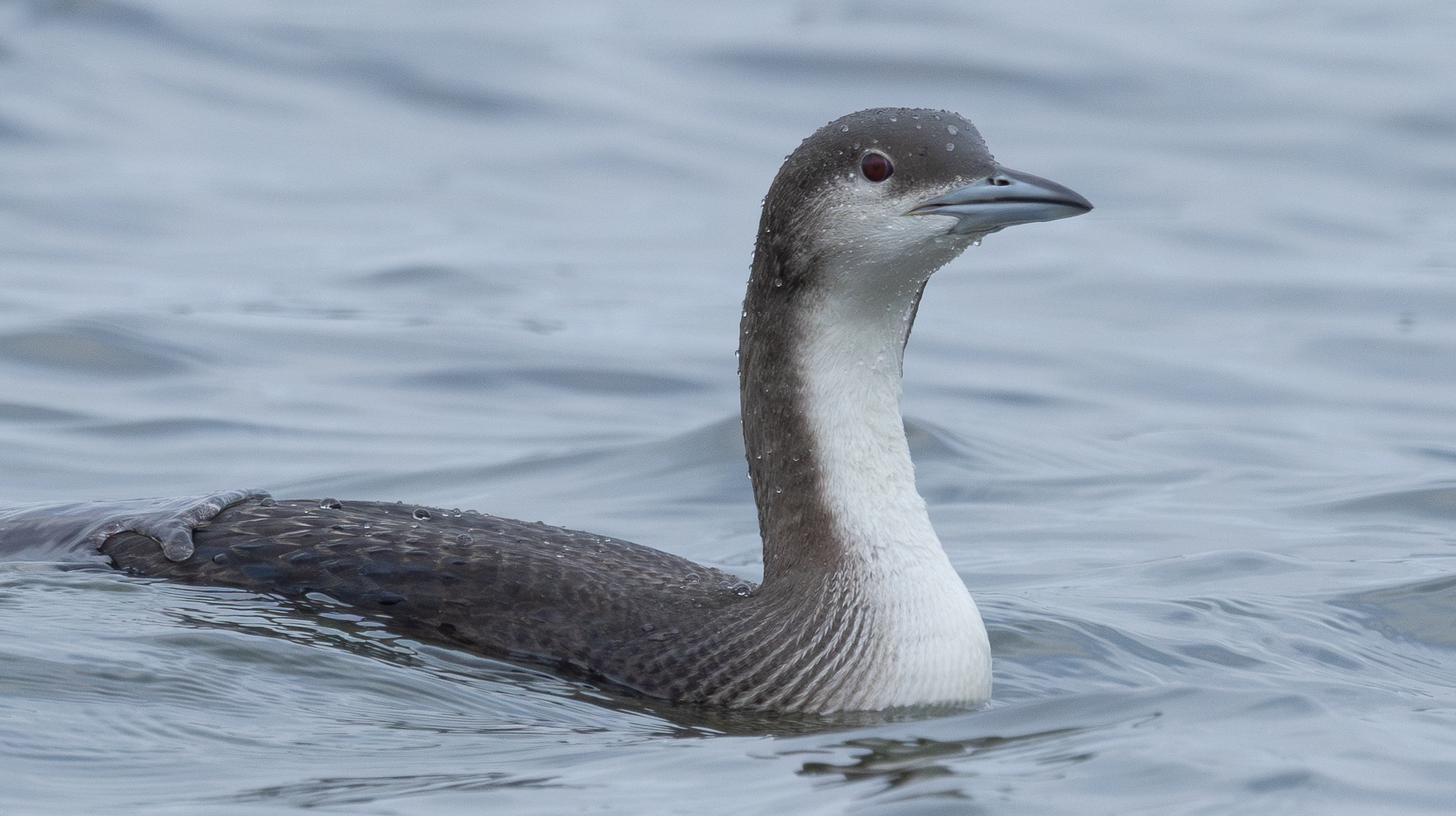 Black-throated Diver by Martin Loftus - BirdGuides