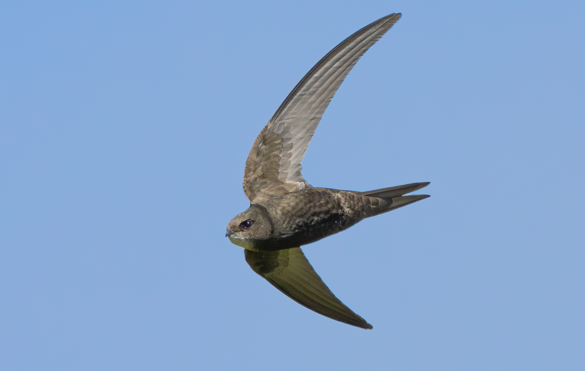 Common Swift by Martin Loftus - BirdGuides