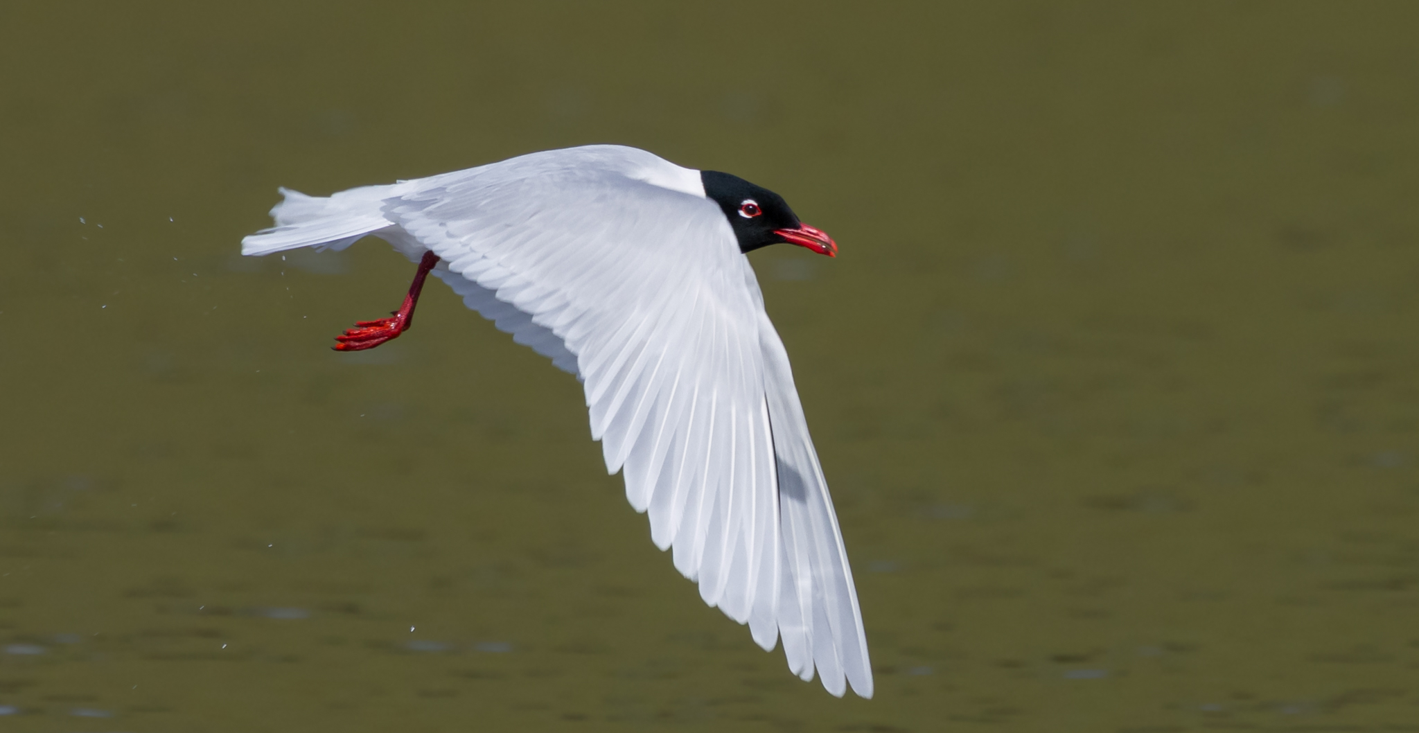Mediterranean Gull by Martin Loftus - BirdGuides