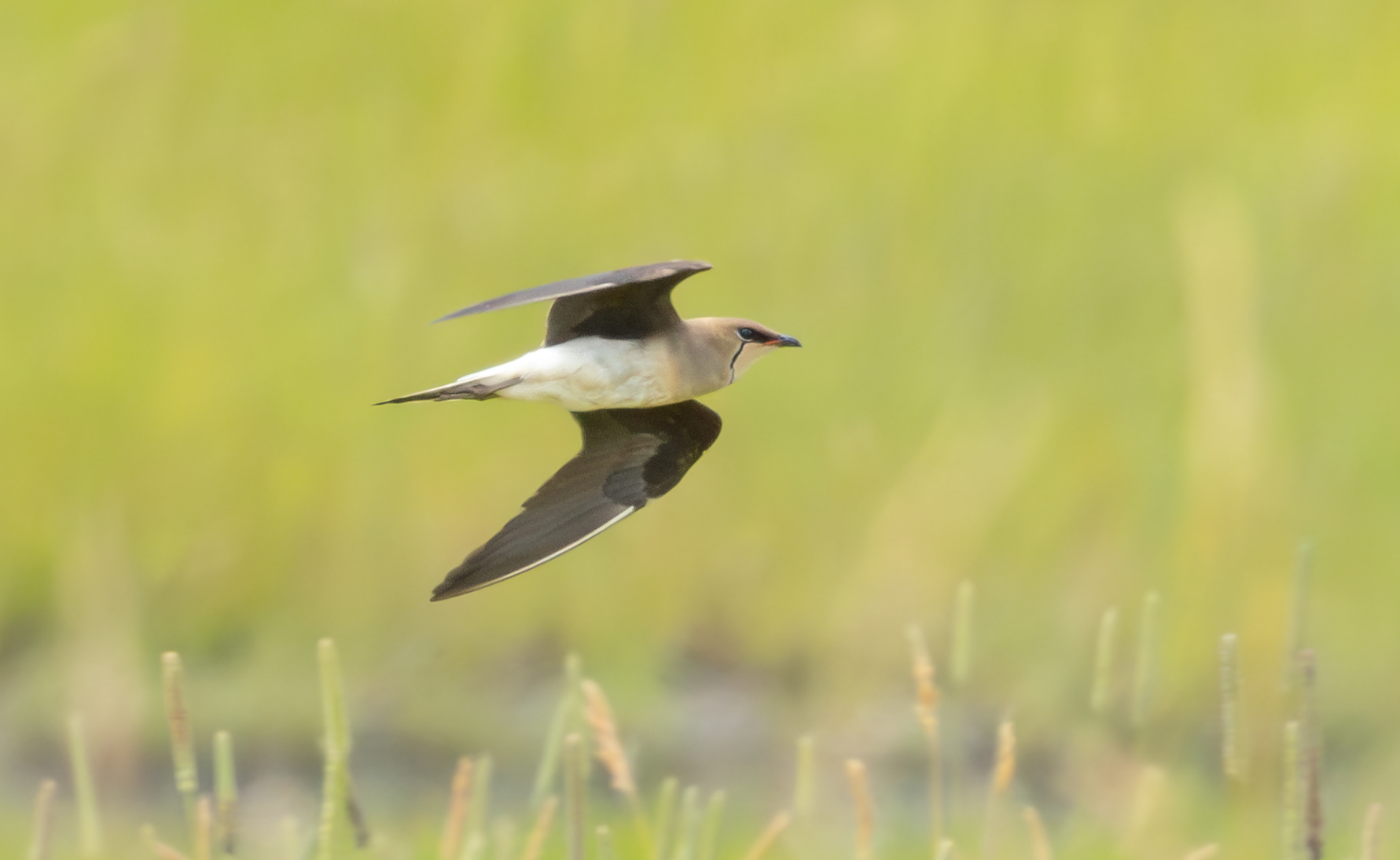 Black-winged Pratincole by Martin Loftus - BirdGuides