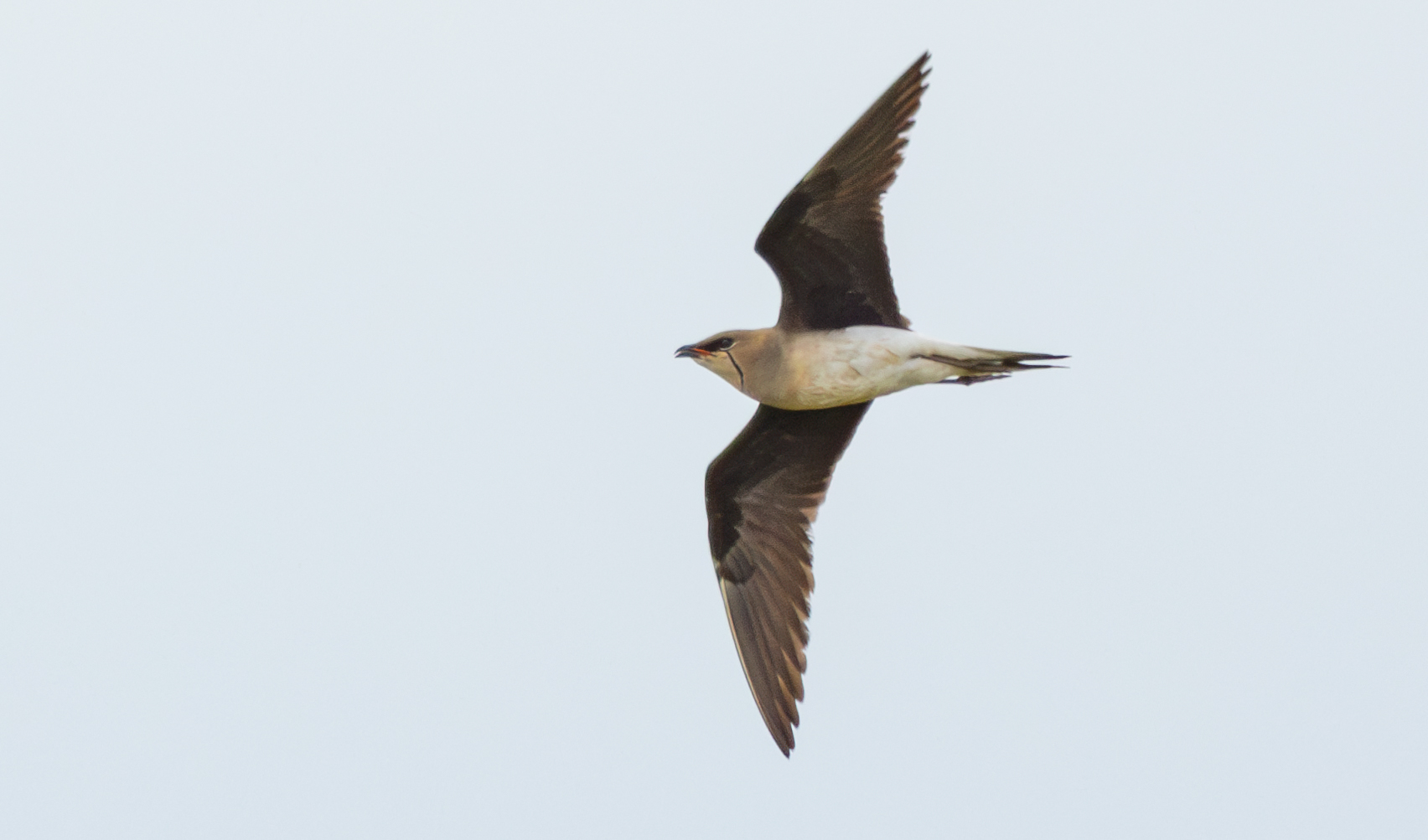 Black-winged Pratincole by Martin Loftus - BirdGuides