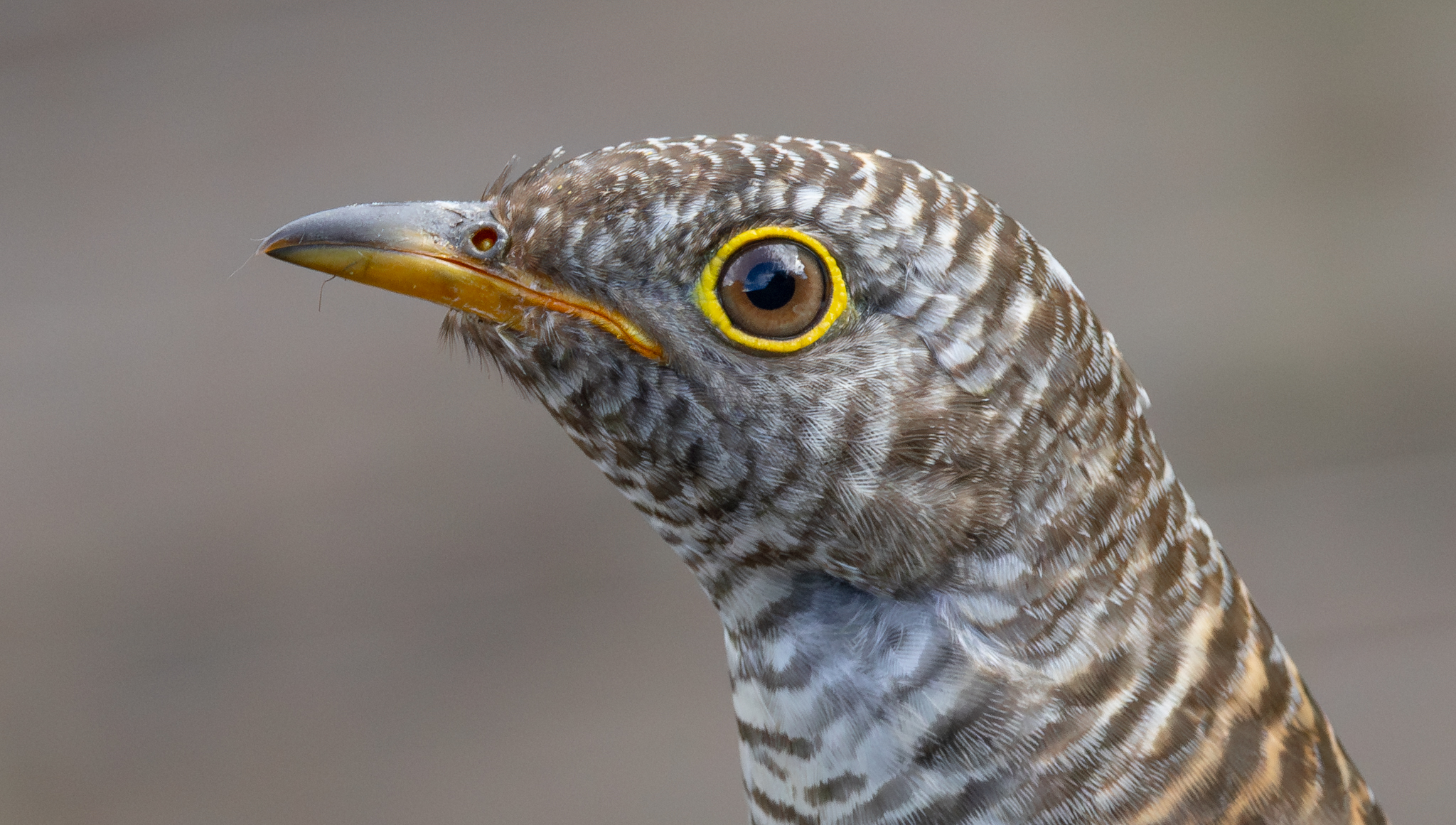 Common Cuckoo by Martin Loftus - BirdGuides