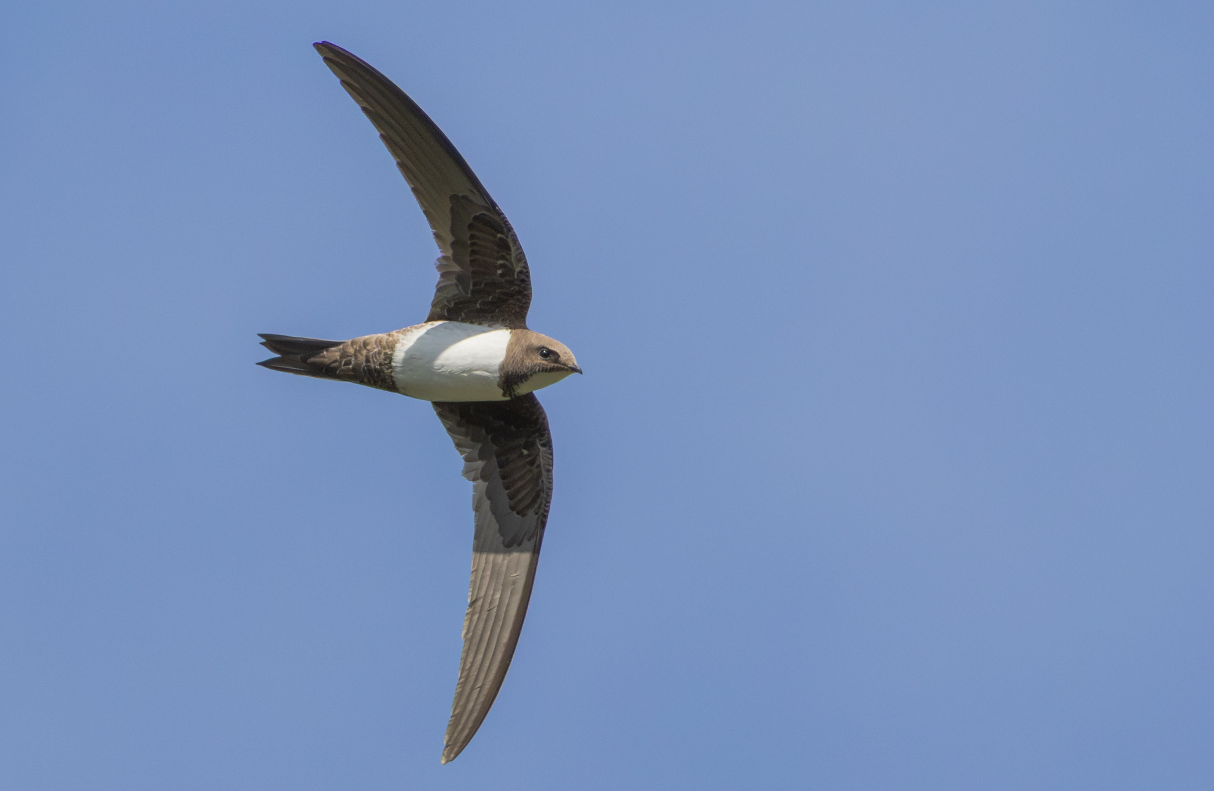 Alpine Swift by Martin Loftus - BirdGuides