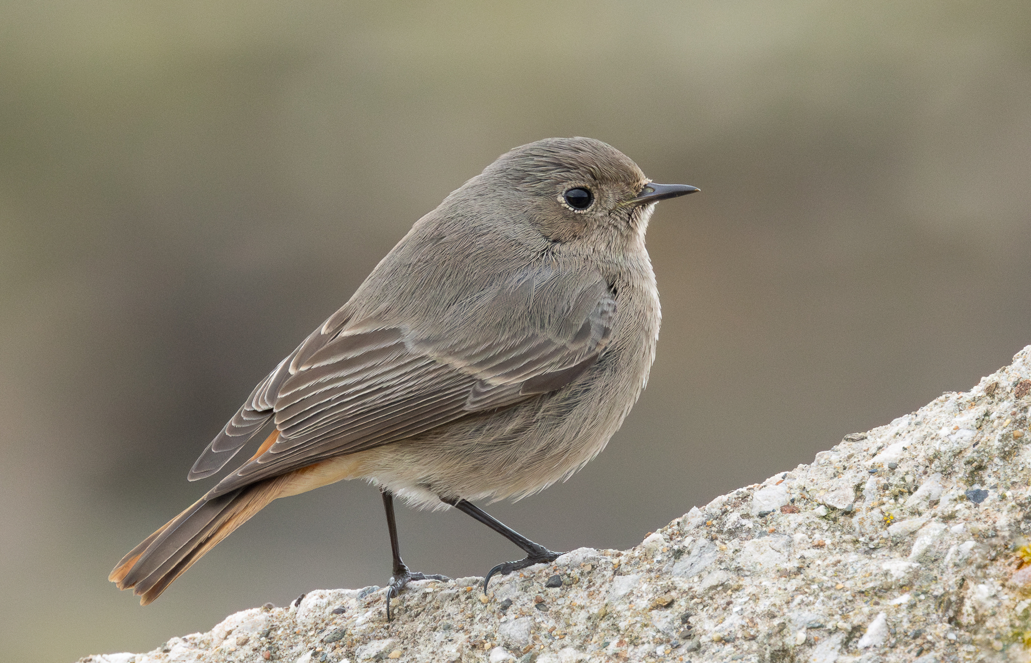 Black Redstart by Martin Loftus - BirdGuides