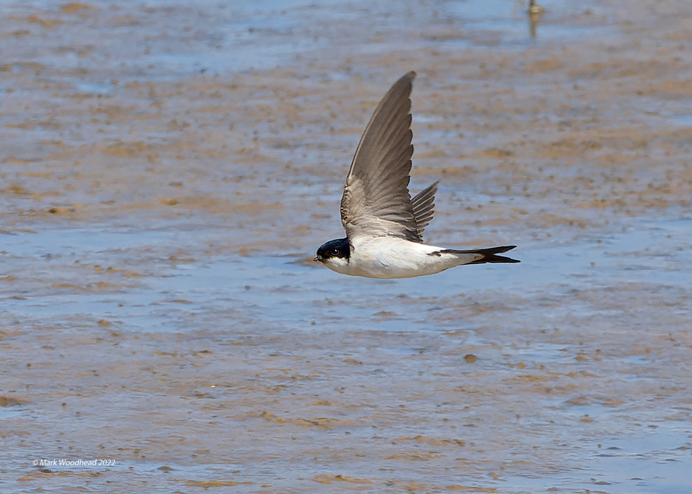 Birdwatching Sites in Cheshire - BirdGuides