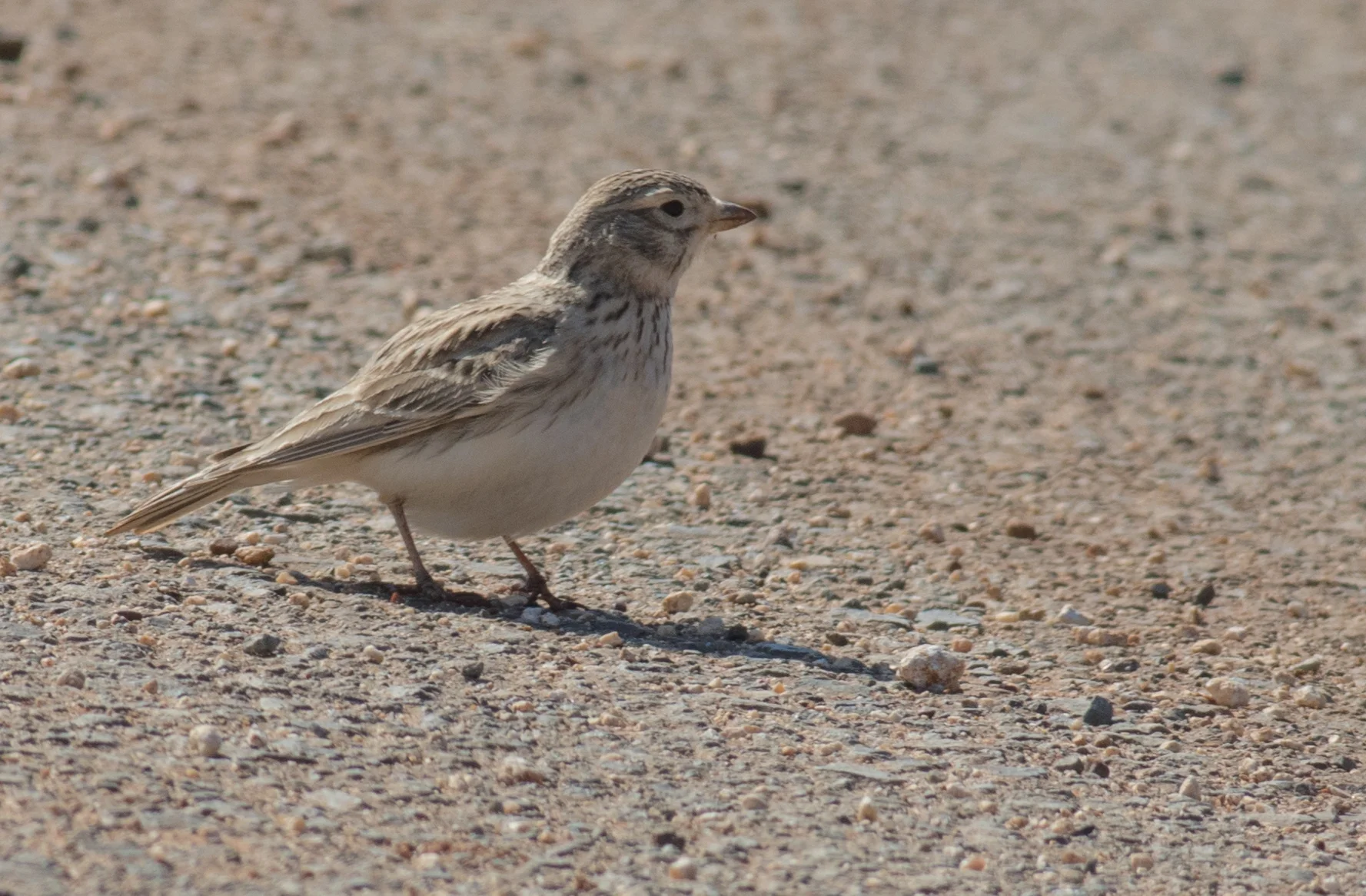 Details : Turkestan Short-toed Lark - BirdGuides