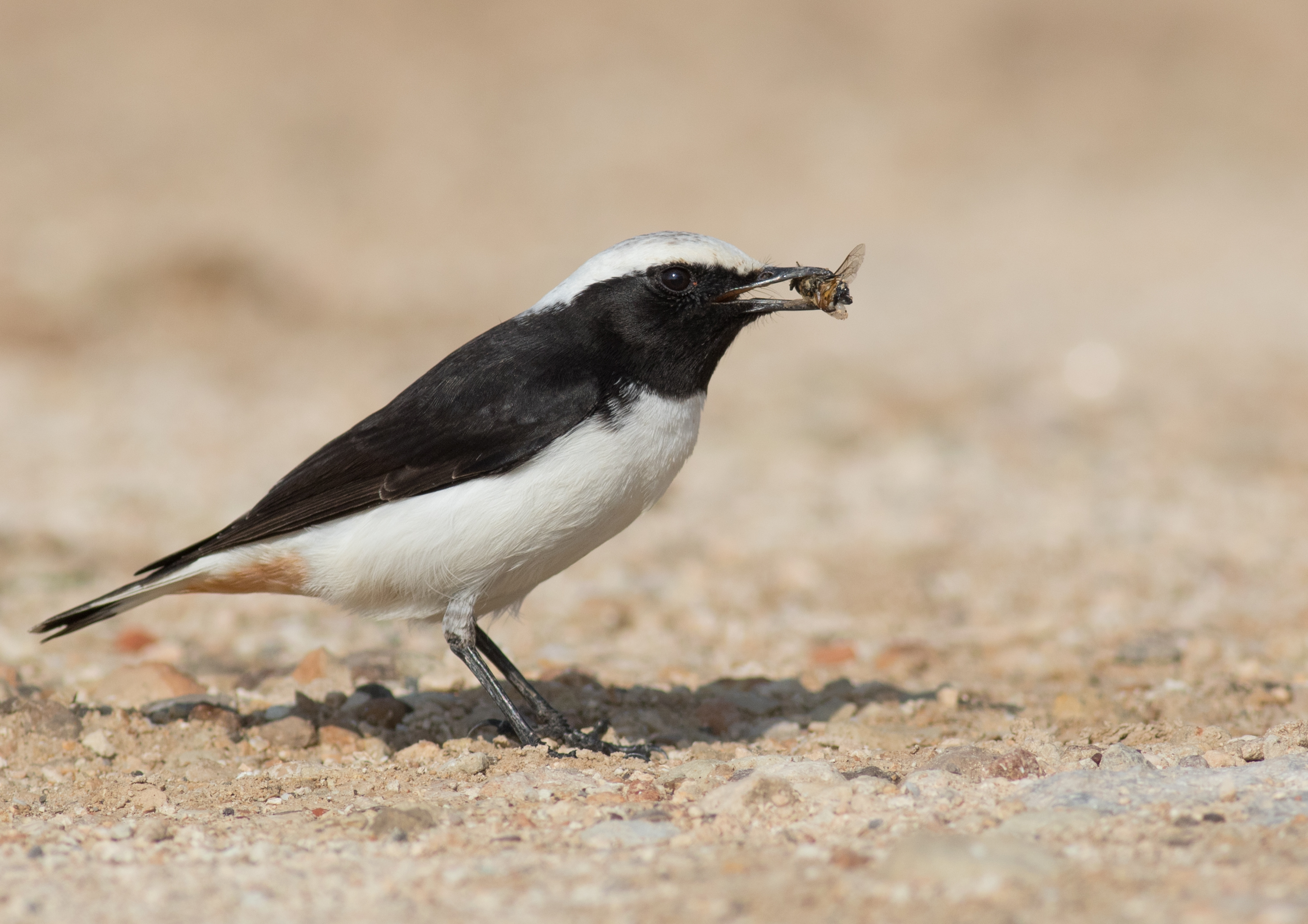 Details : Mourning Wheatear - BirdGuides