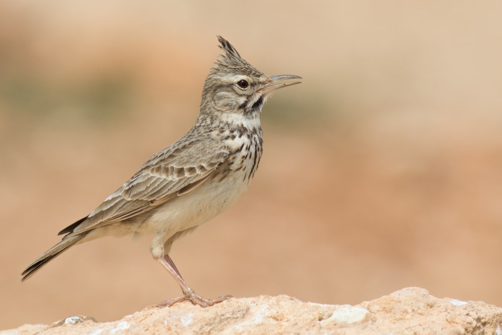 Crested Lark by Matthew Smith - BirdGuides