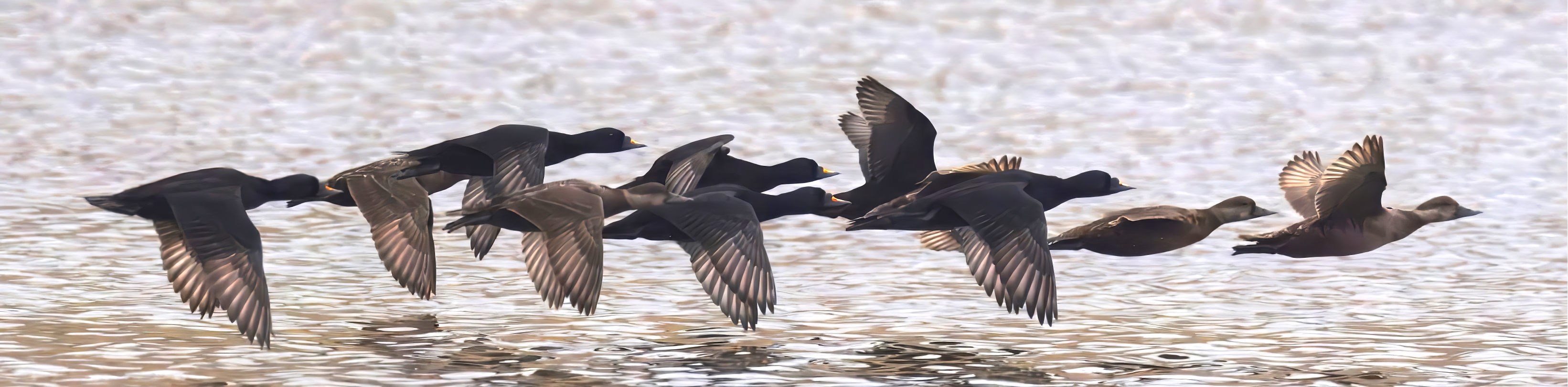 Common Scoter by Roy Twigg - BirdGuides