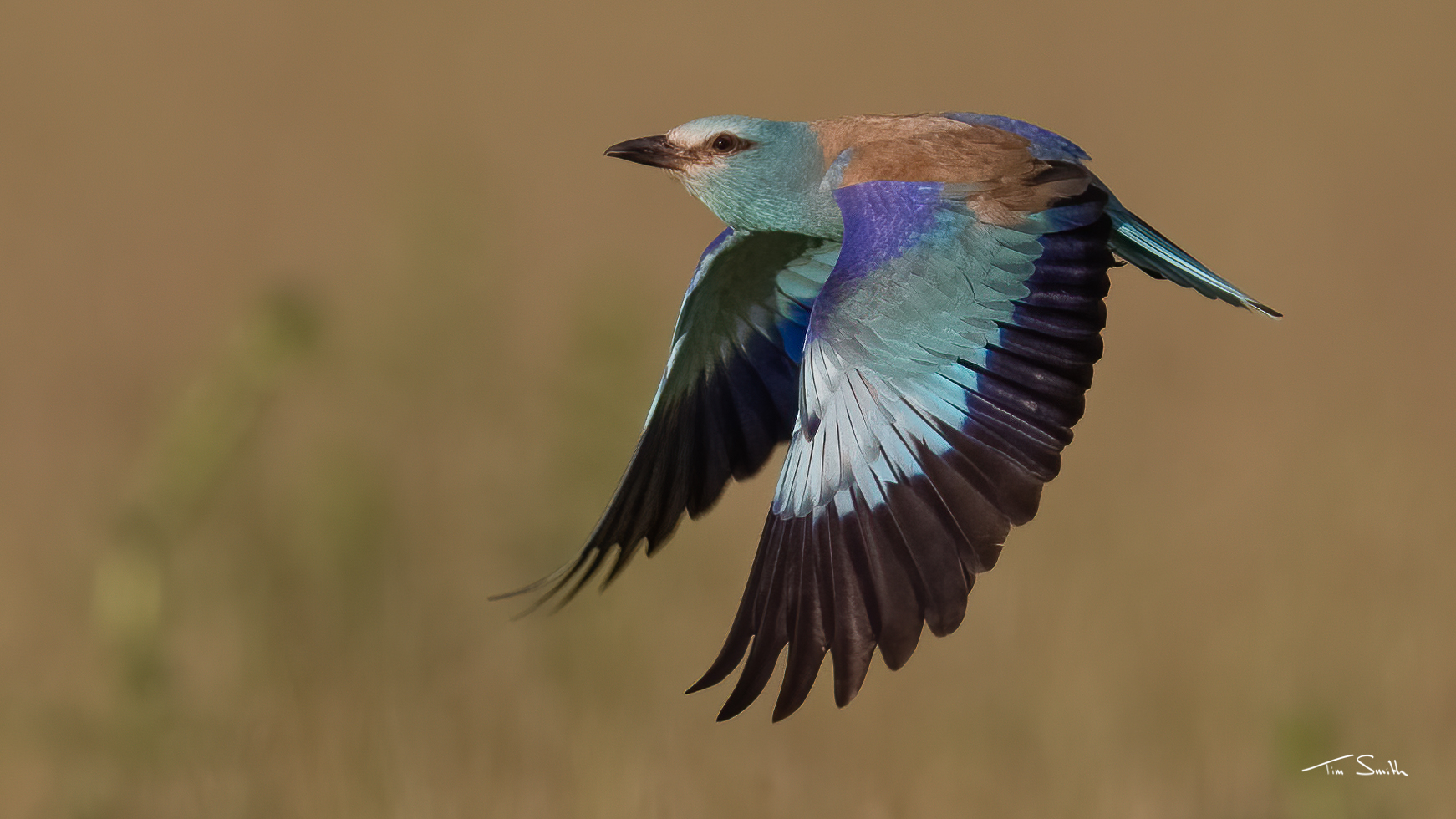 Details : European Roller - BirdGuides