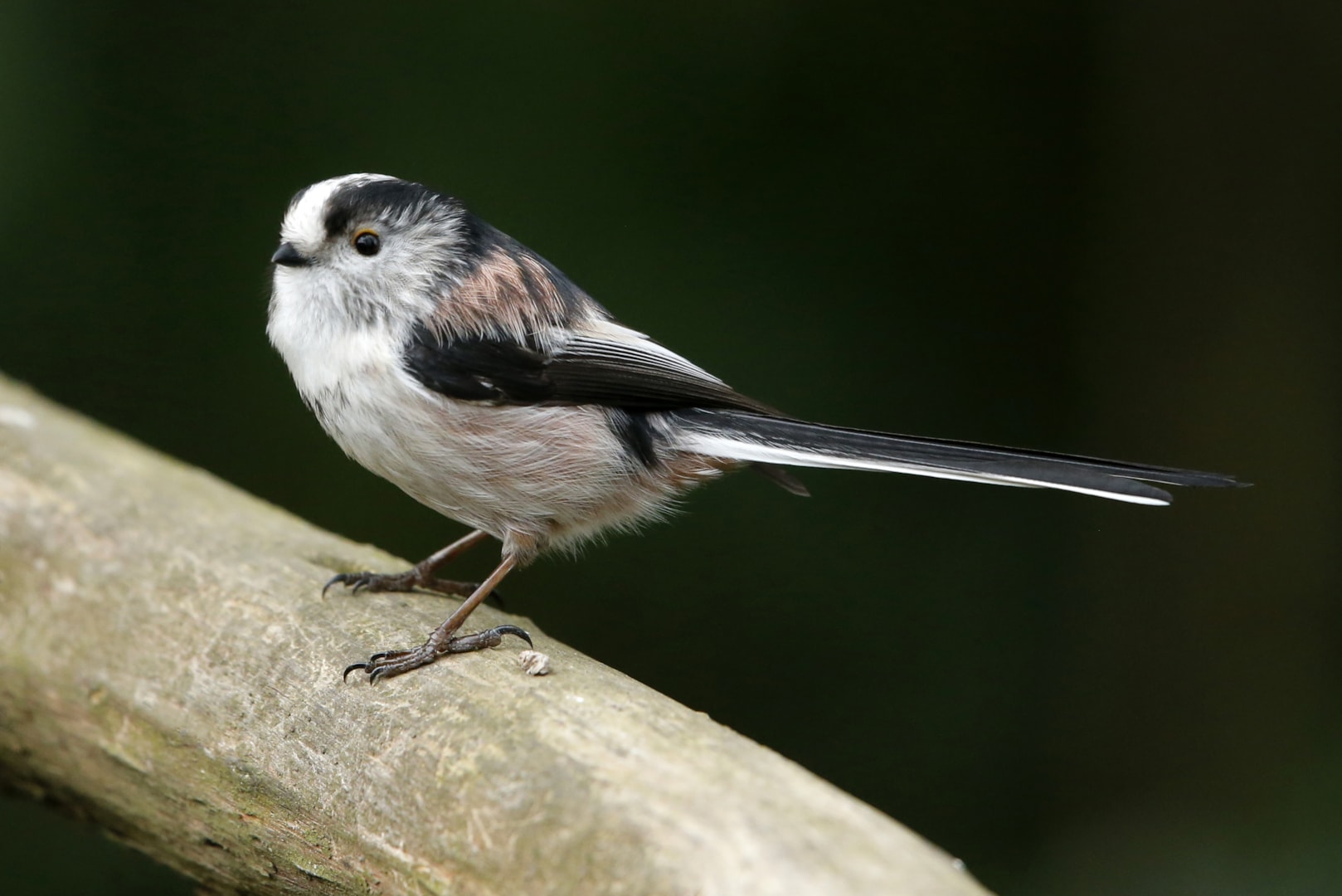 Long-tailed Tit by Mary Wilde - BirdGuides