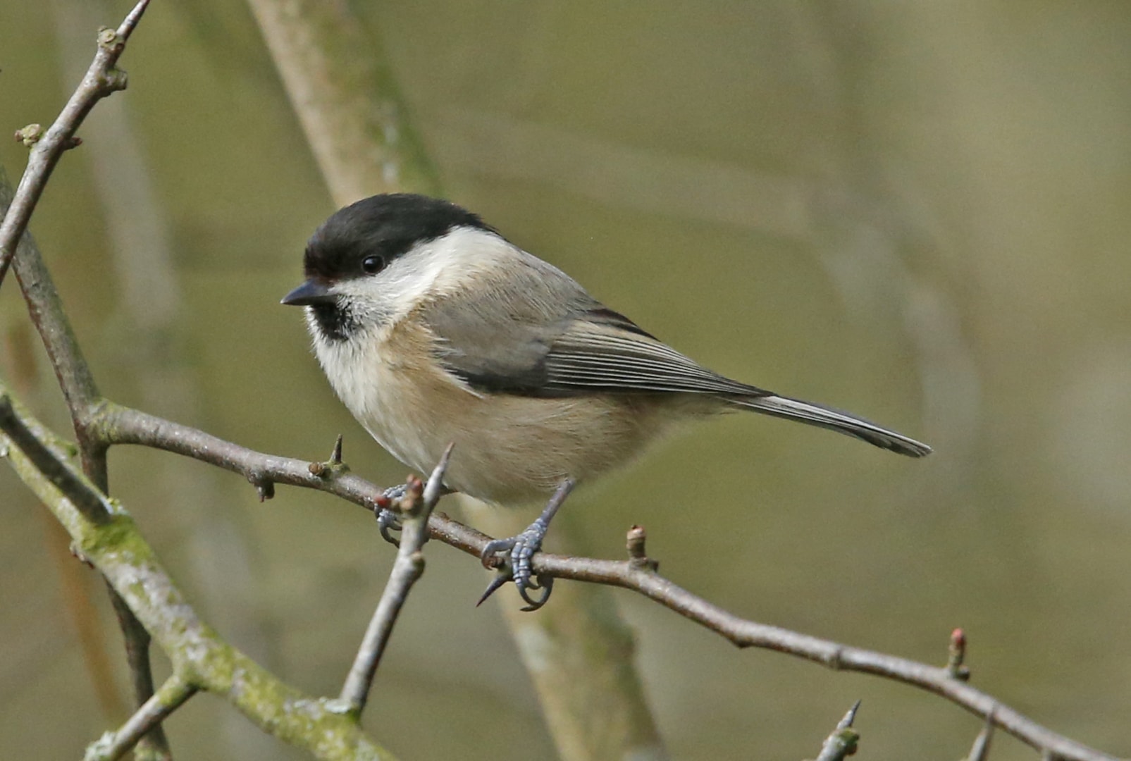 Willow Tit by Mary Wilde - BirdGuides