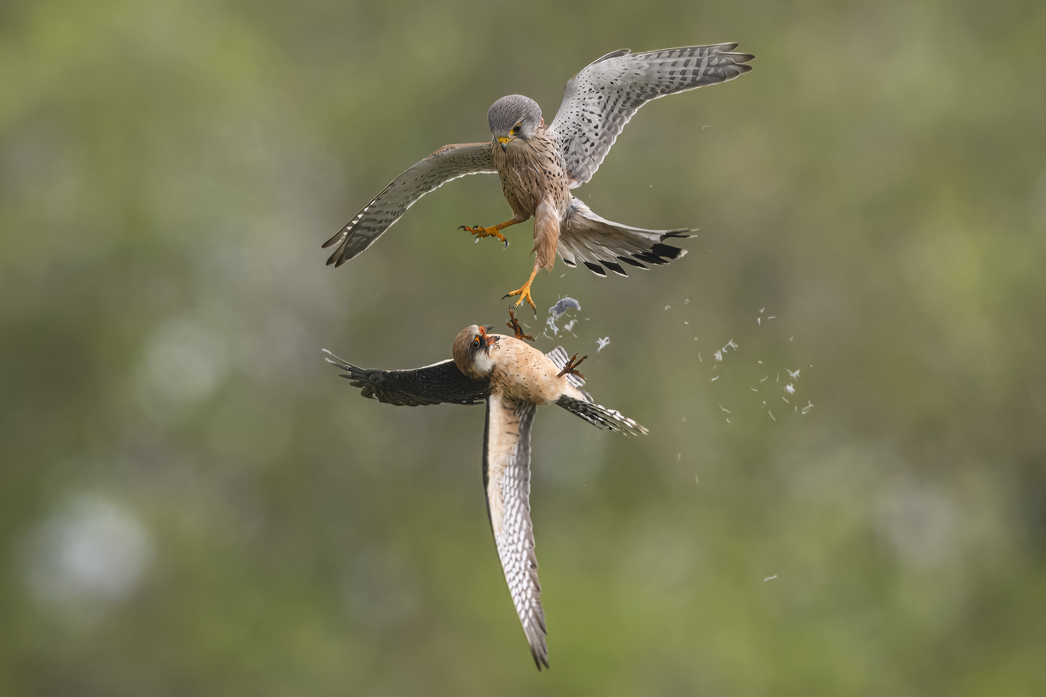 Red-footed Falcon by tony flashman - BirdGuides