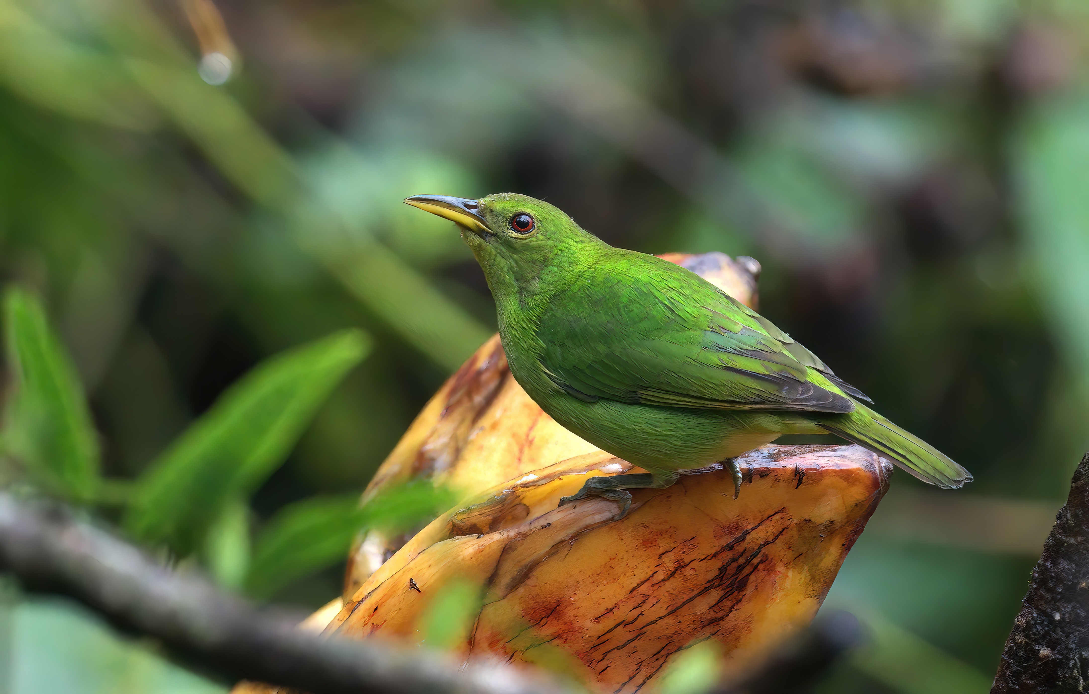 Green Honeycreeper by Roy Twigg - BirdGuides