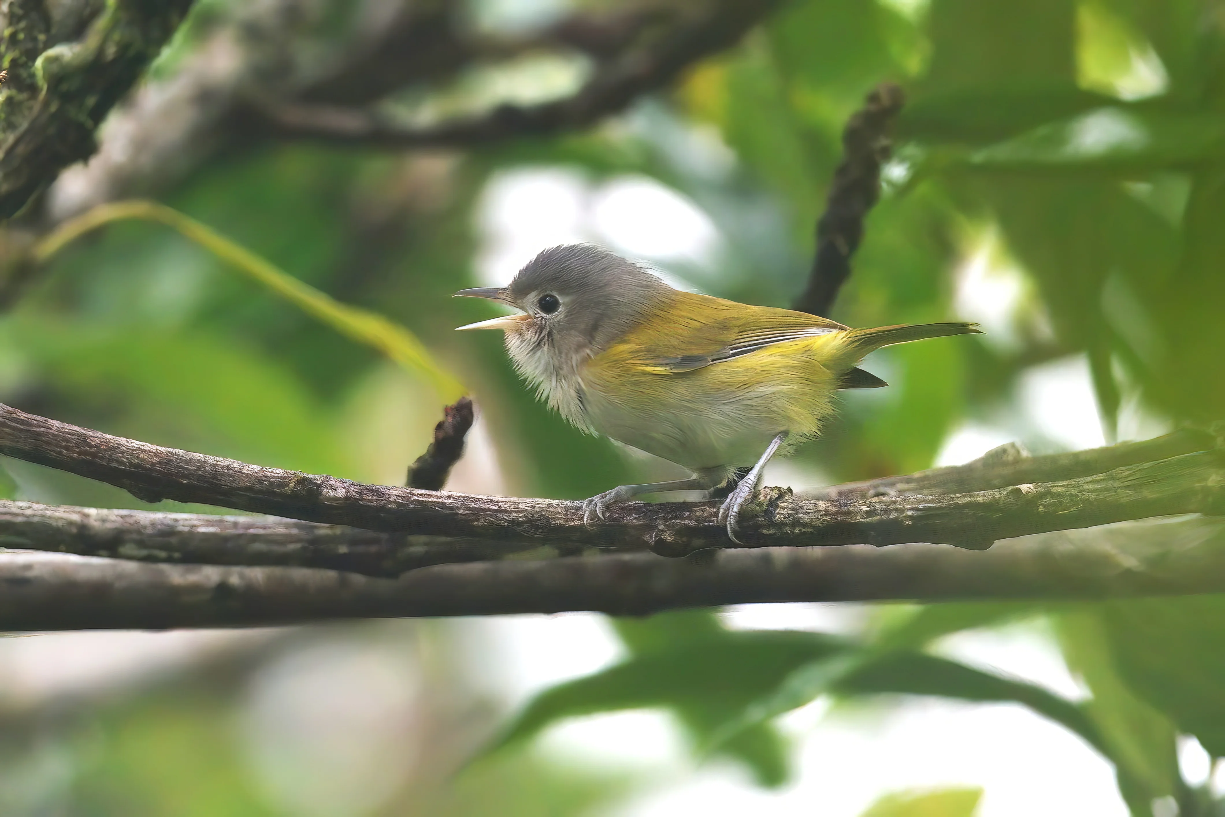 Details : Lesser Greenlet - BirdGuides