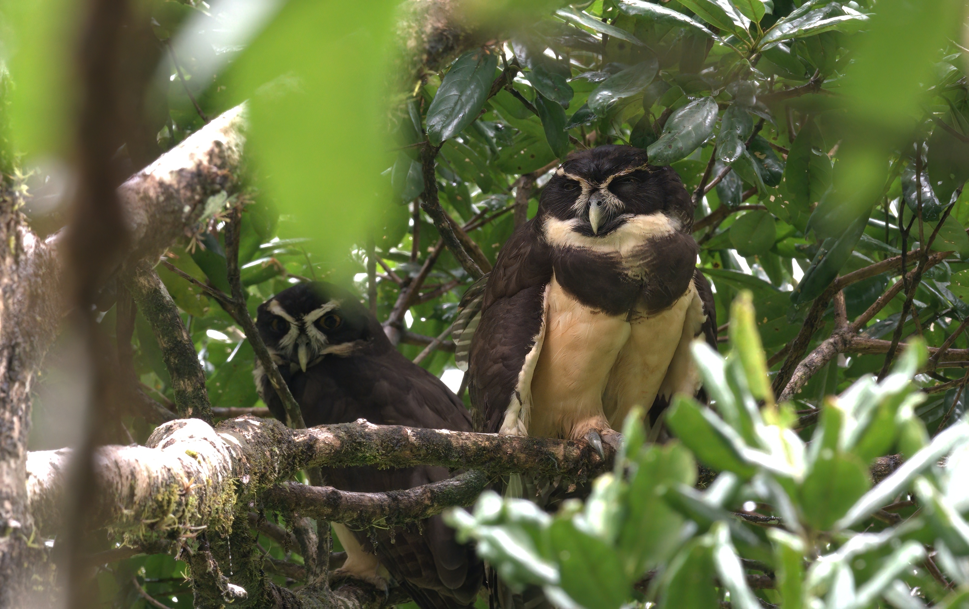 Spectacled Owl by Roy Twigg - BirdGuides