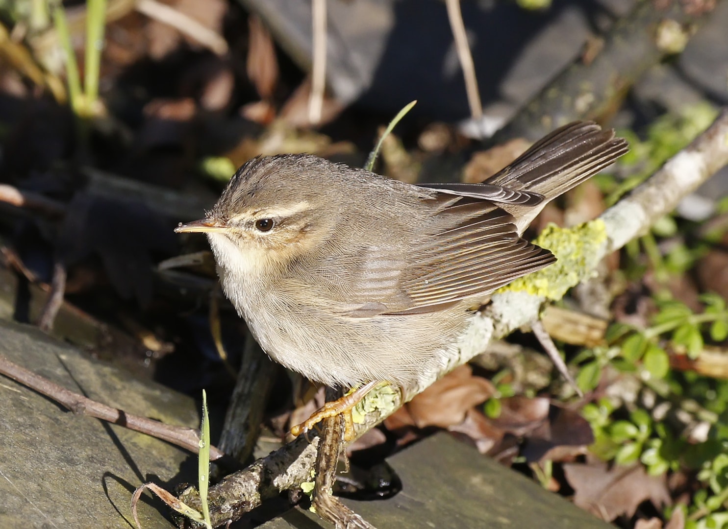 Dusky Warbler by Russell Hayes - BirdGuides