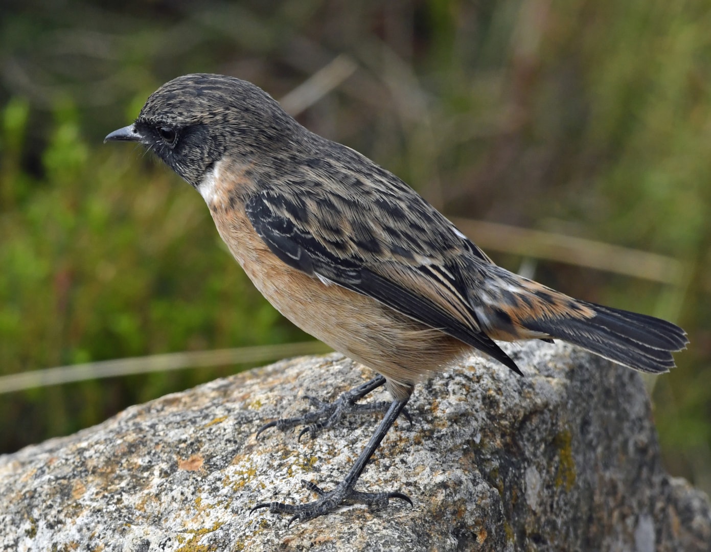 European Stonechat by Chris Nicholls - BirdGuides