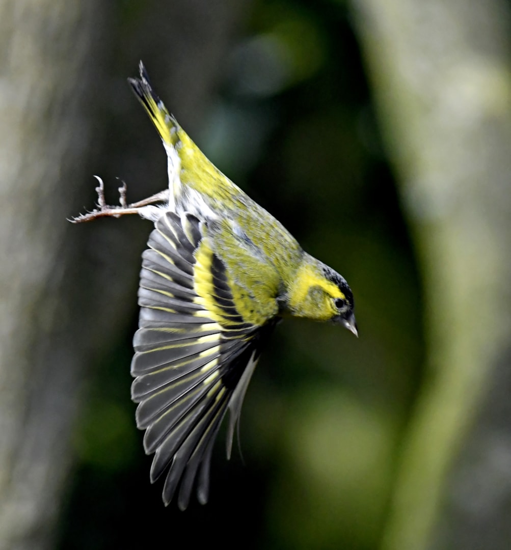 Eurasian Siskin by Chris Nicholls - BirdGuides