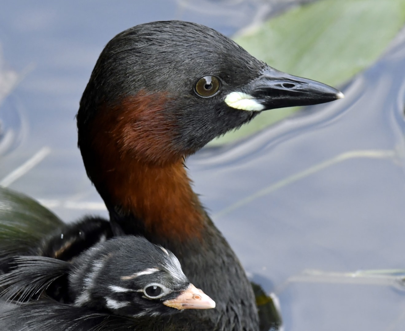 Little Grebe by Chris Nicholls - BirdGuides