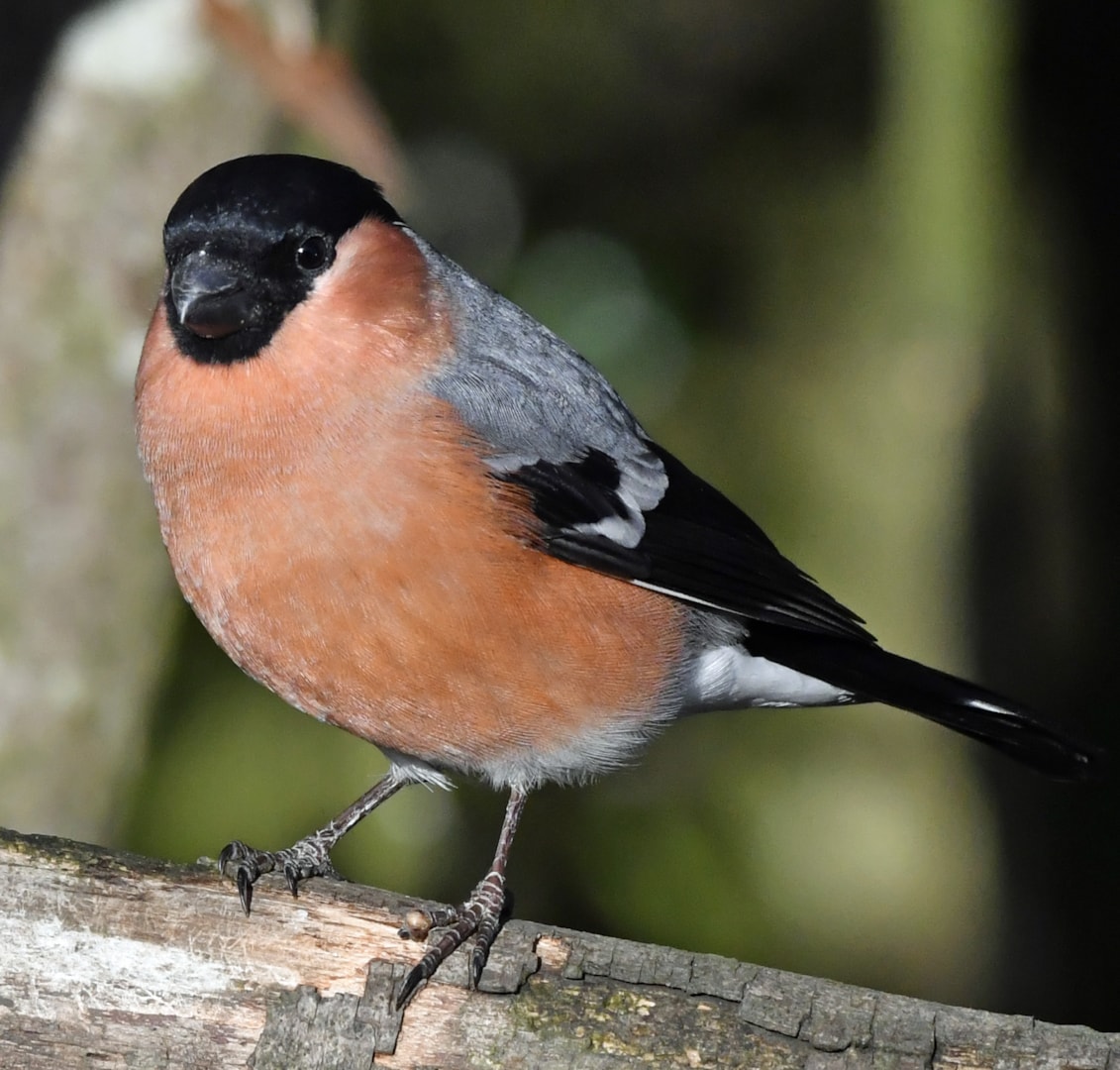 Eurasian Bullfinch by Chris Nicholls - BirdGuides