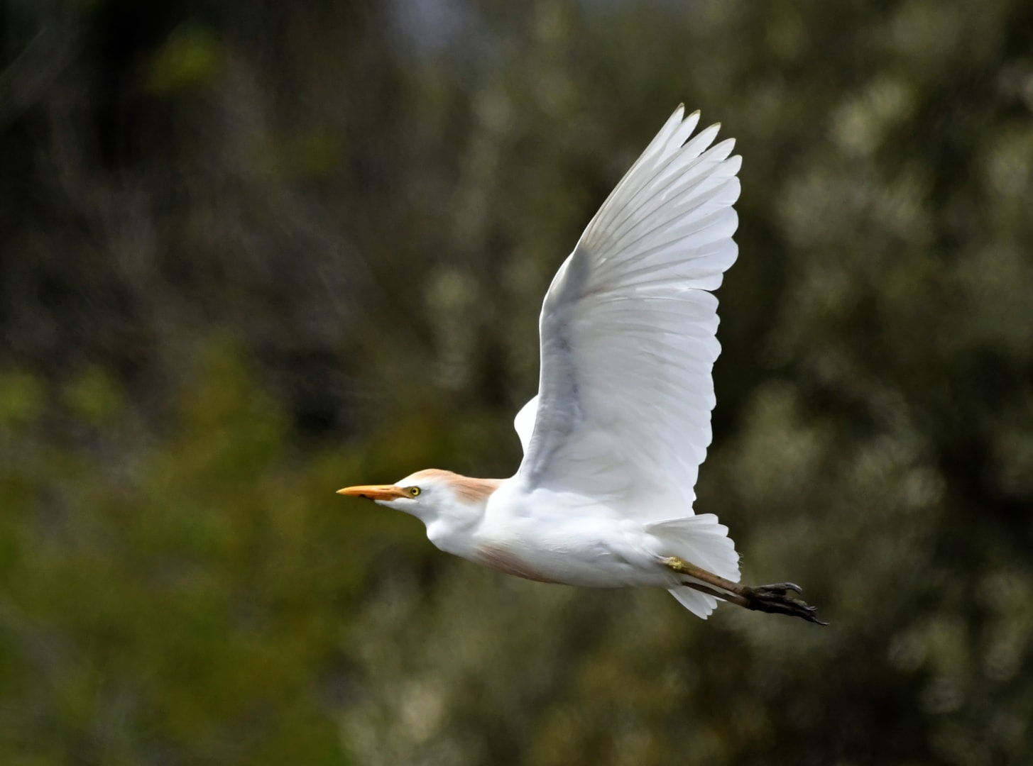 Eastern Cattle Egret by Chris Nicholls - BirdGuides