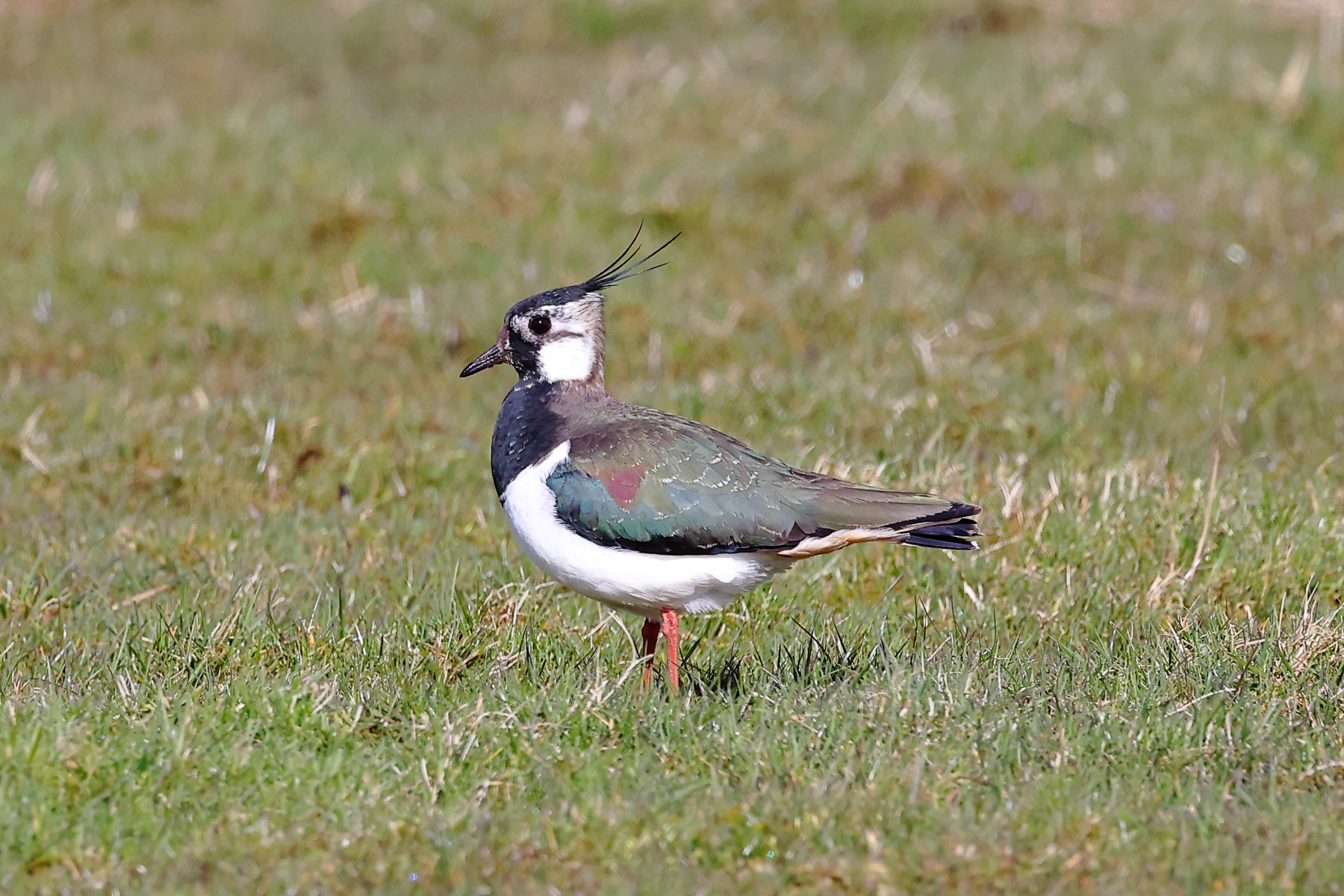 'Nofence' collars trialled on RSPB reserve - BirdGuides