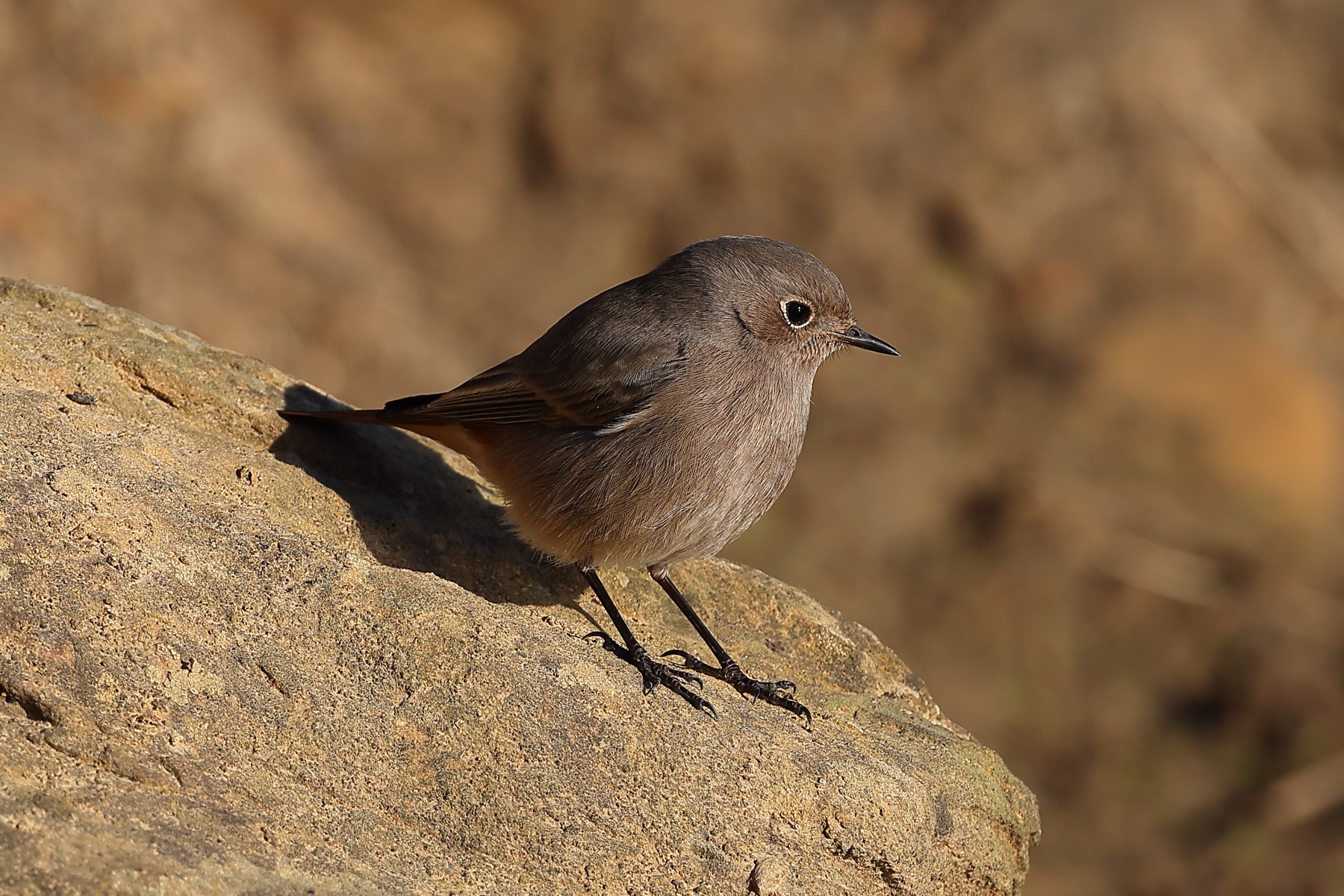 Black Redstart by Alan Jack - BirdGuides
