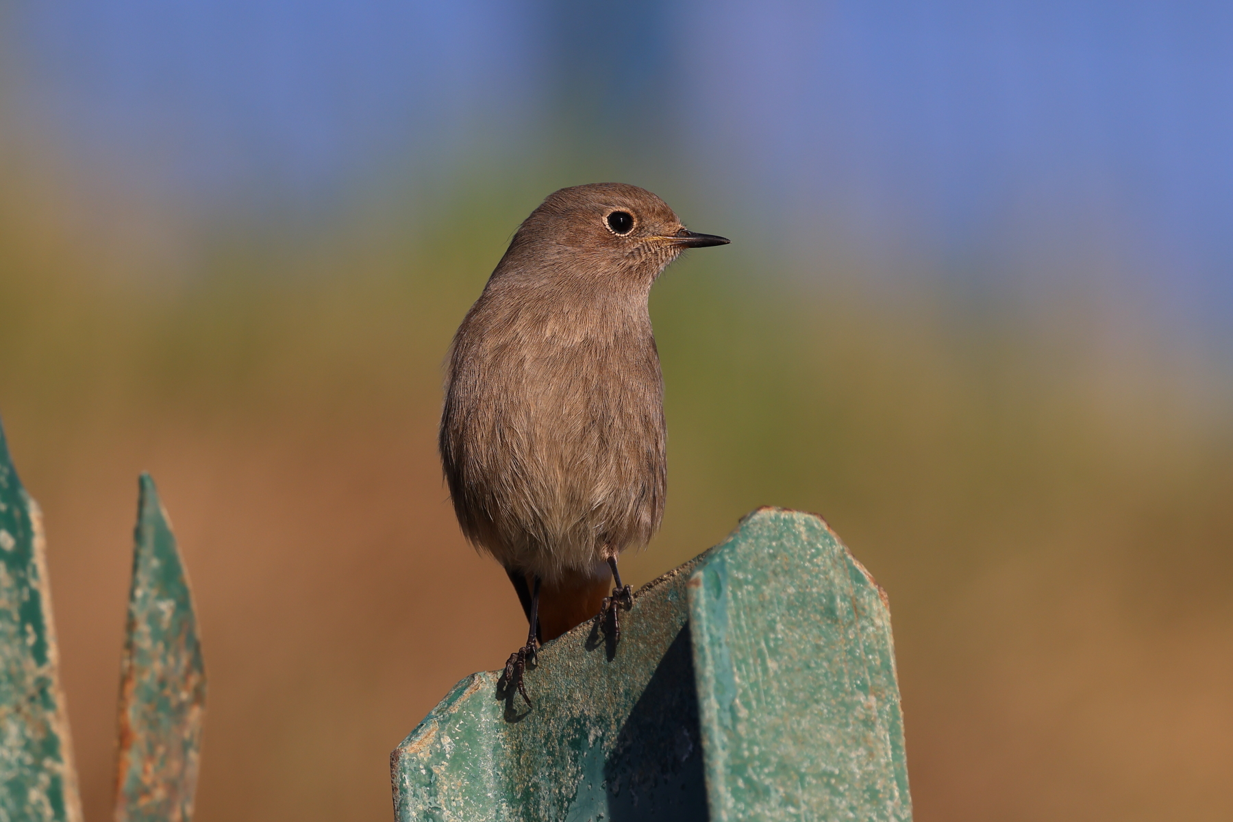 Black Redstart by Alan Jack - BirdGuides