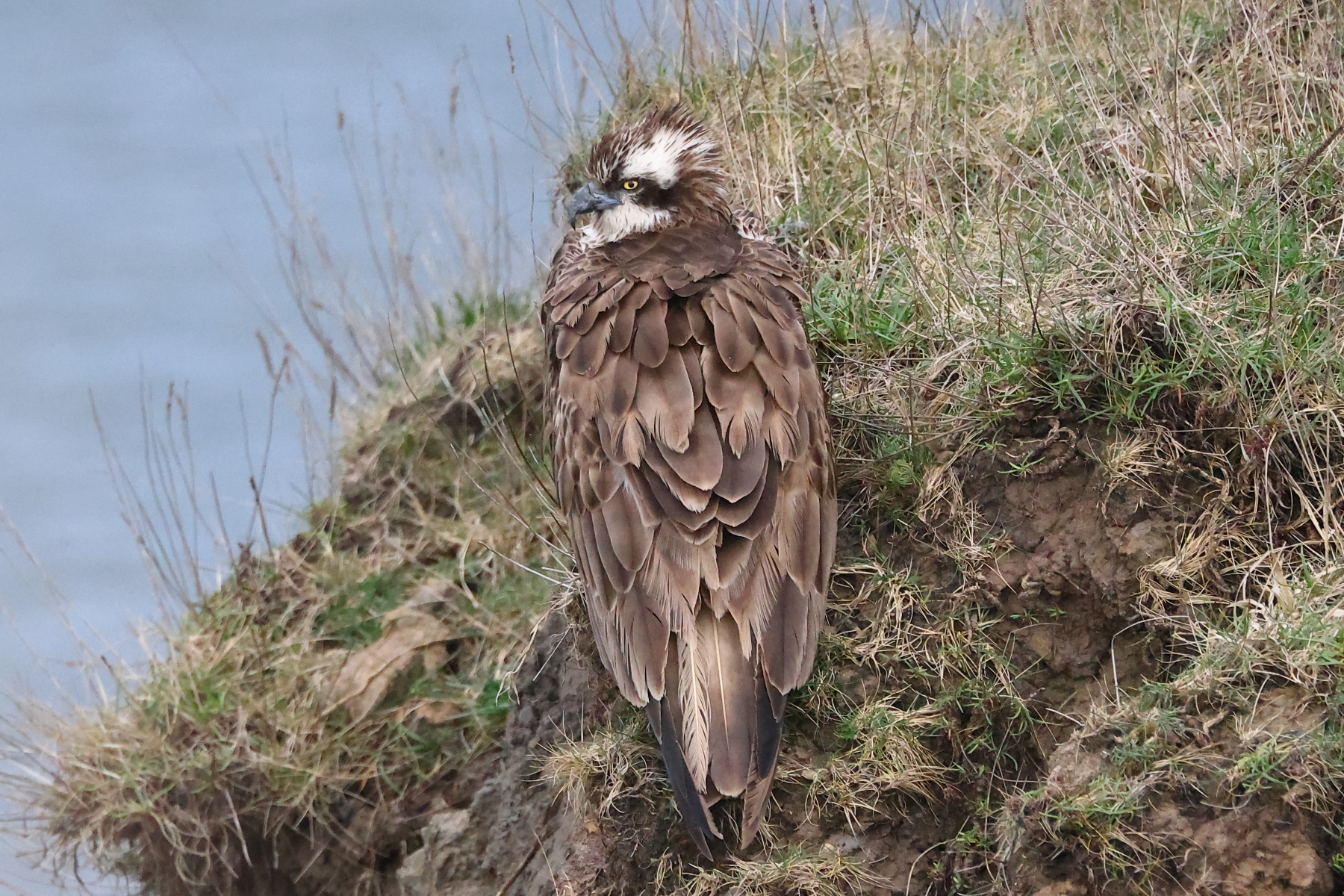 Osprey by Alan Jack - BirdGuides