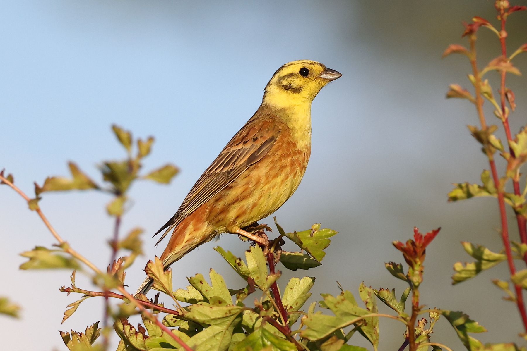 BTO makes breeding-bird data freely available - BirdGuides