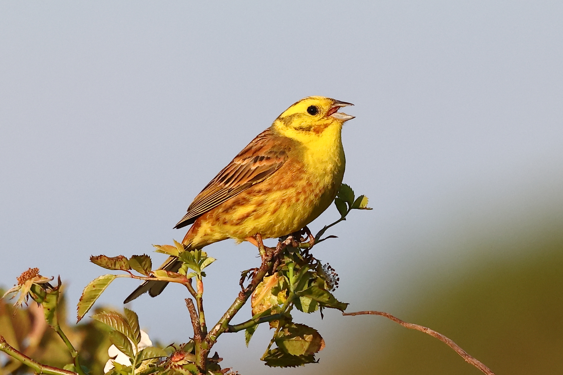 BTO makes breeding-bird data freely available - BirdGuides