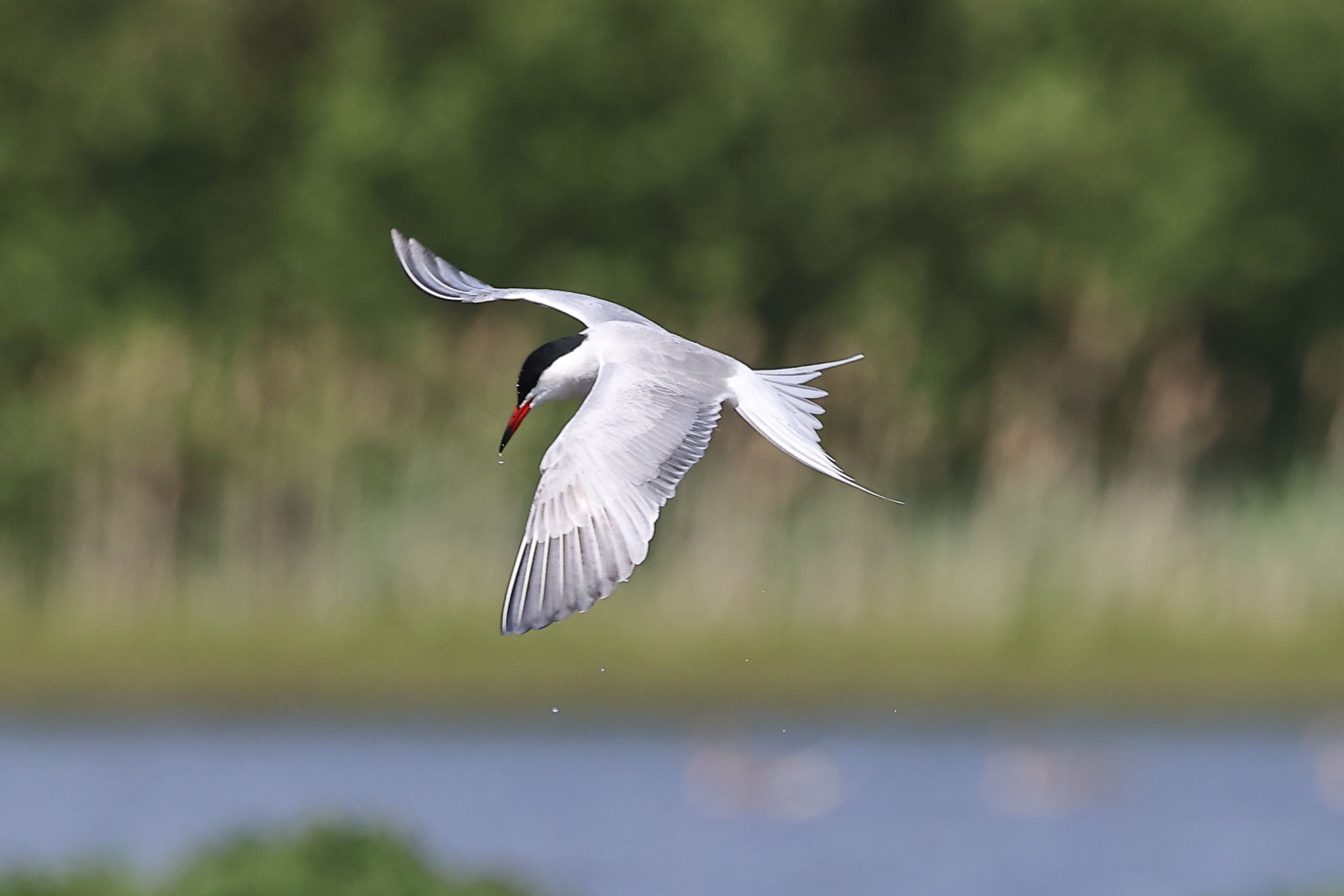 Common Tern by Alan Jack - BirdGuides
