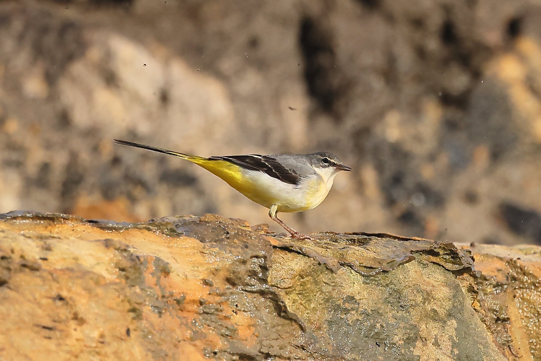 Grey Wagtail by Alan Jack - BirdGuides