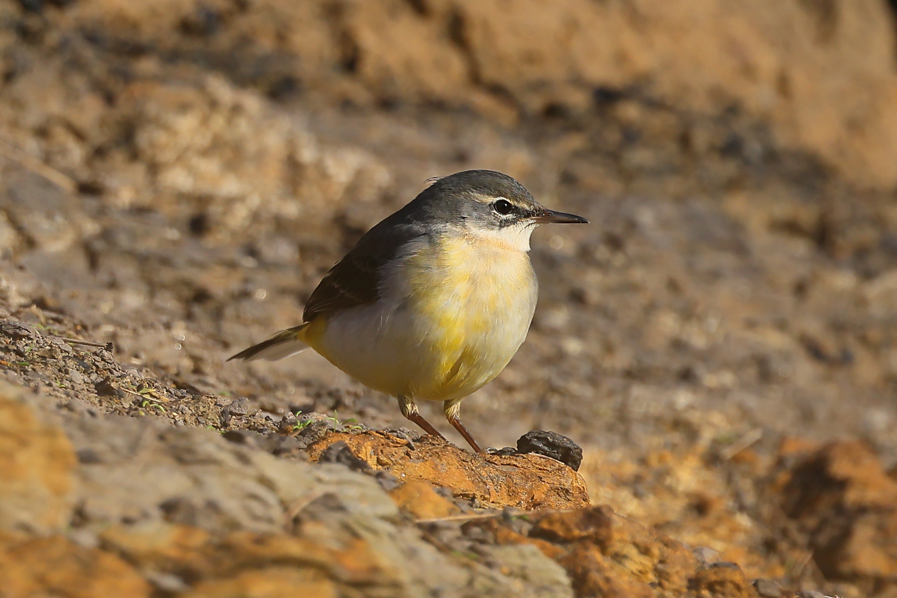 Grey Wagtail by Alan Jack - BirdGuides