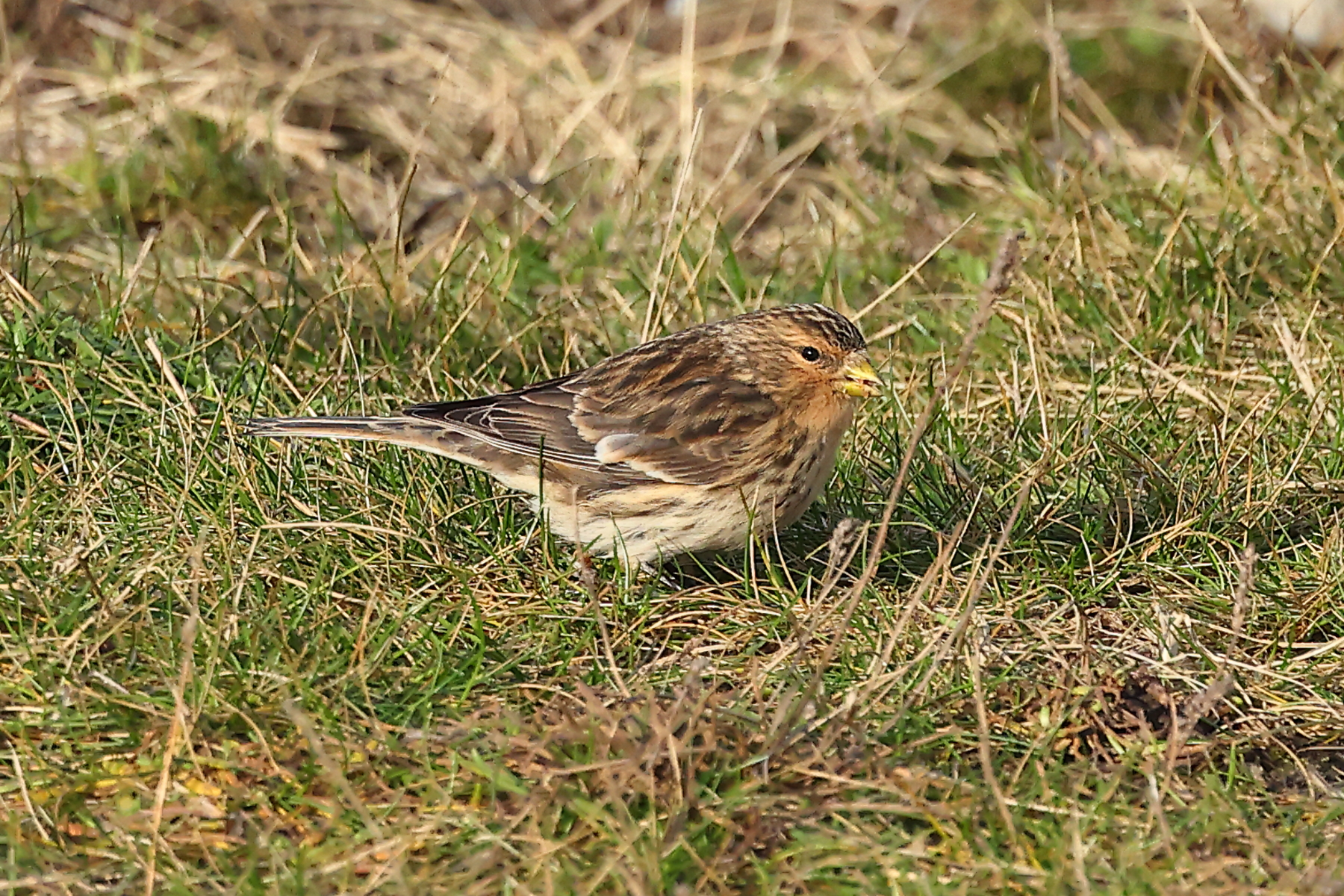 Twite by Alan Jack - BirdGuides