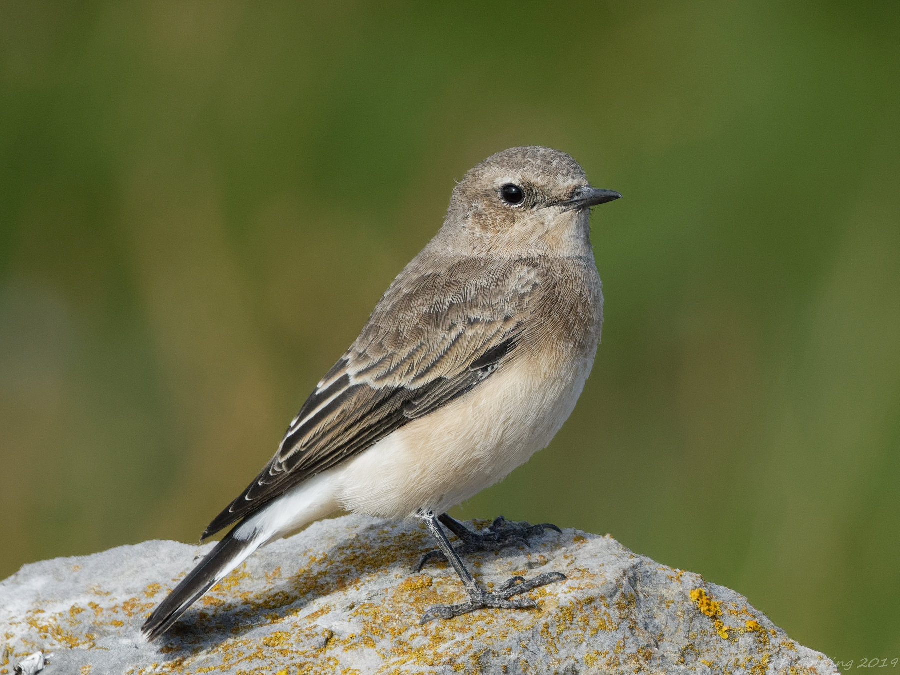Details : Eastern Black-eared Wheatear - BirdGuides