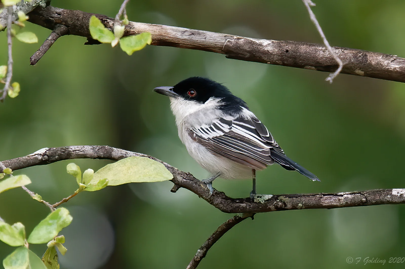 Details : Black-backed Puffback - BirdGuides