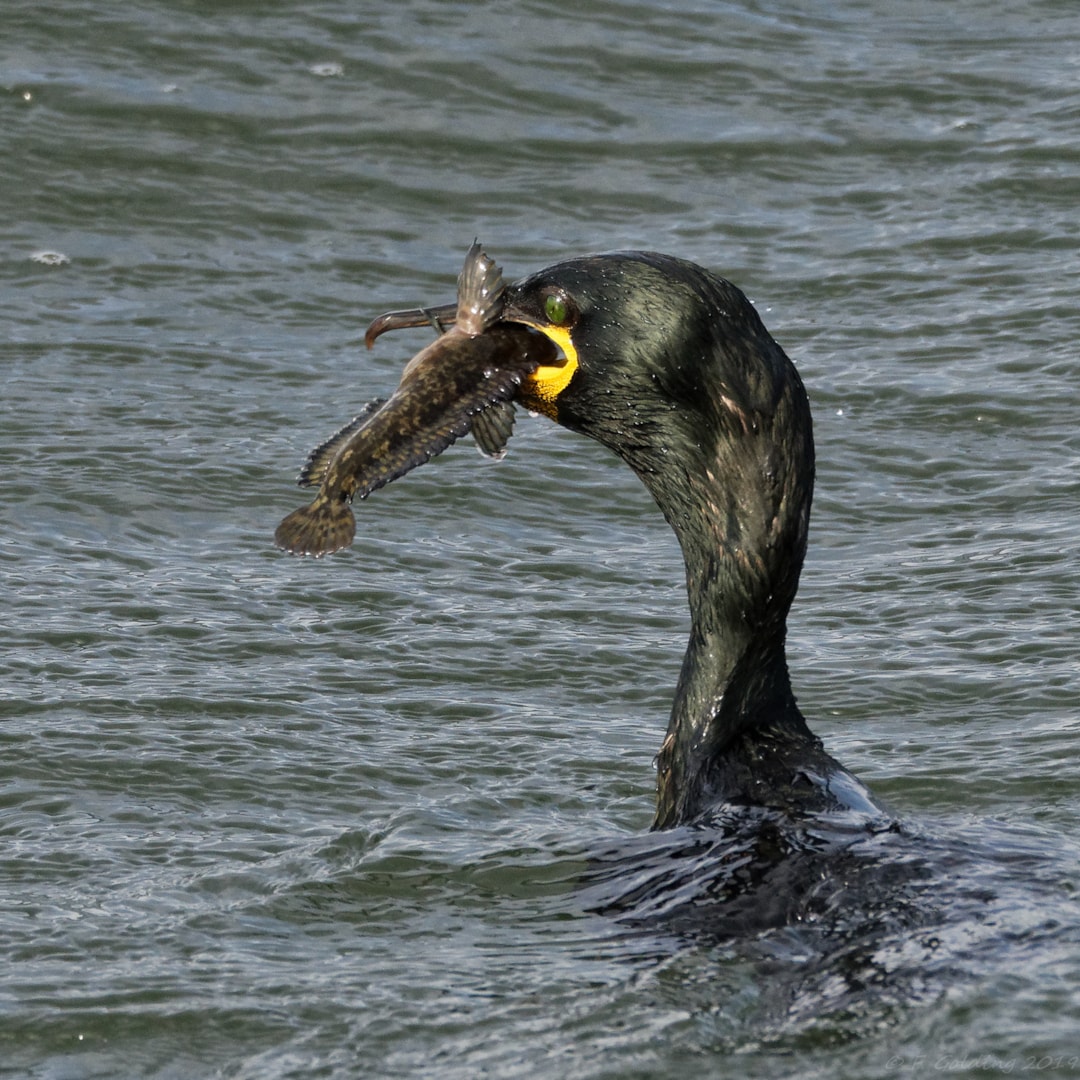 European Shag by Frank Golding - BirdGuides