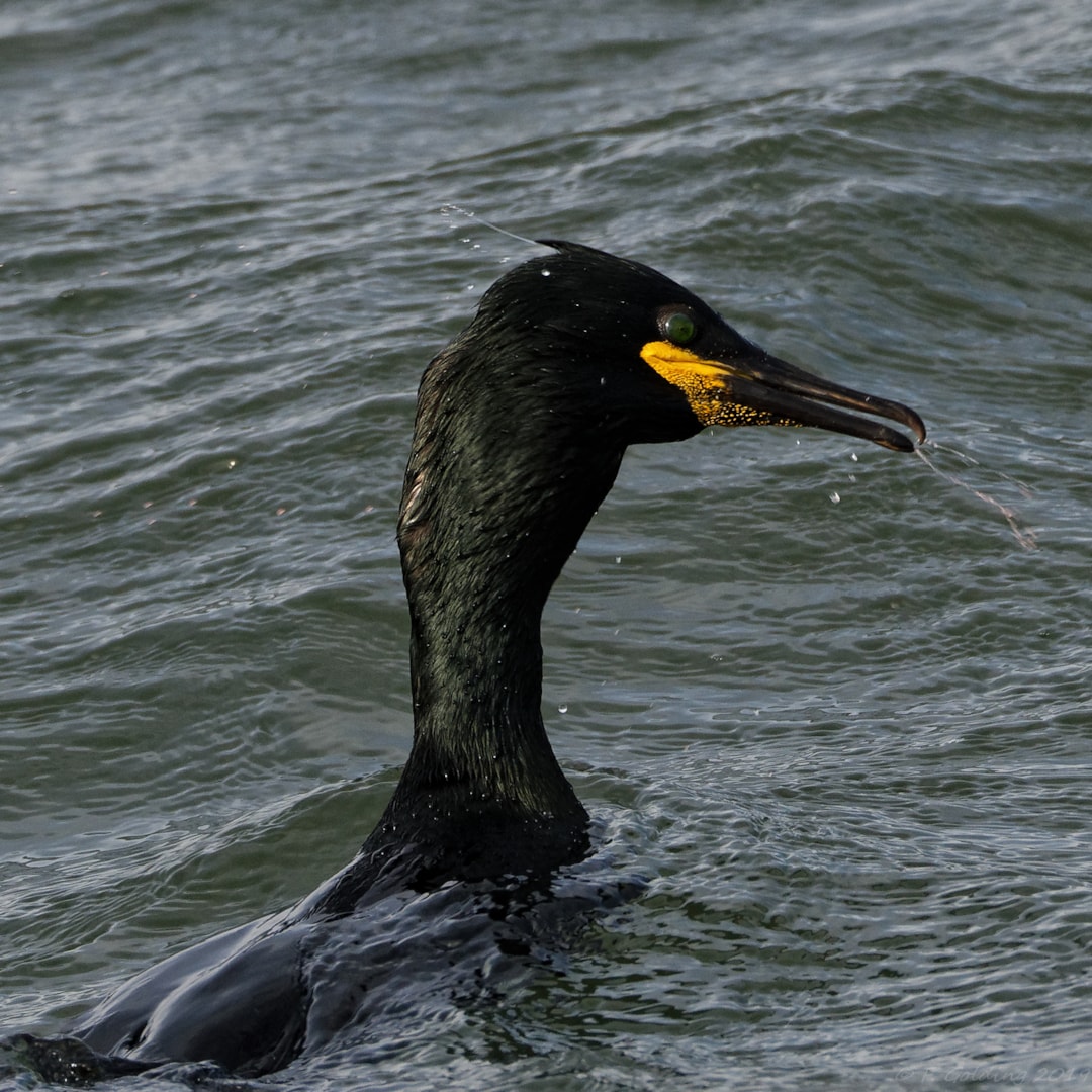 European Shag by Frank Golding - BirdGuides
