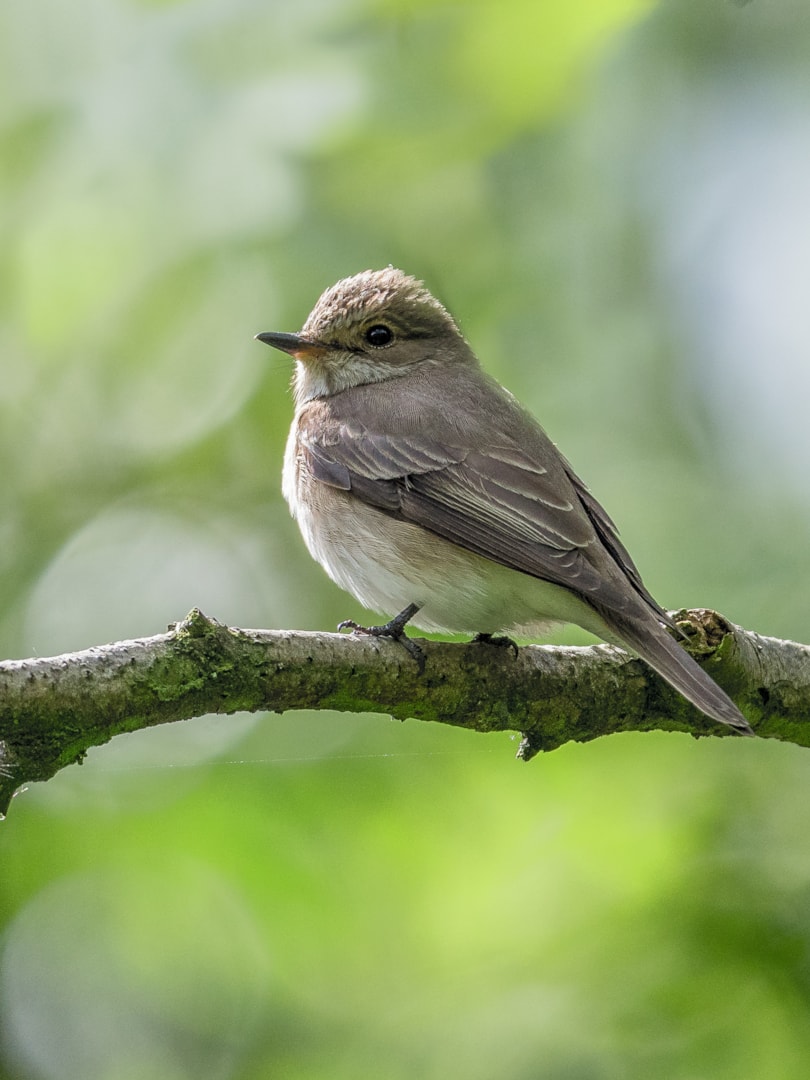 Spotted Flycatcher by Des Lloyd - BirdGuides