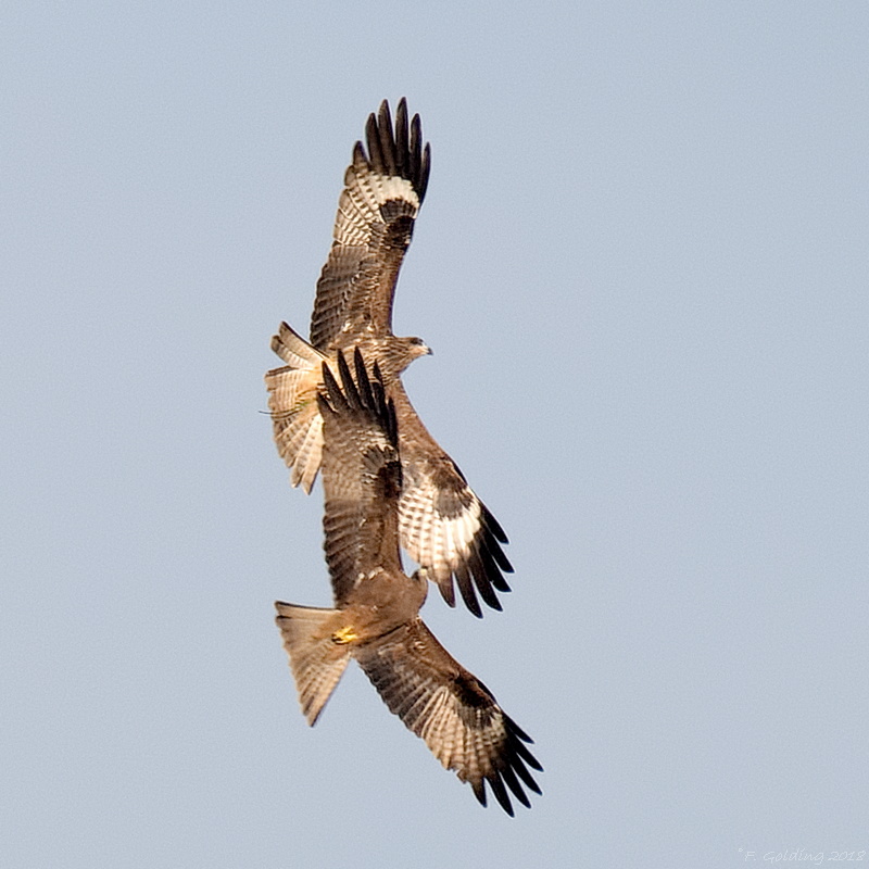 Details : Eastern Marsh Harrier - BirdGuides