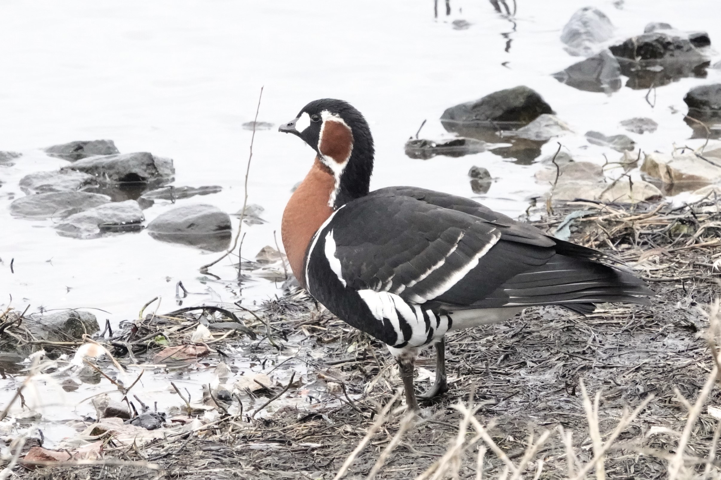 Red-breasted Goose by Janice Sutton - BirdGuides